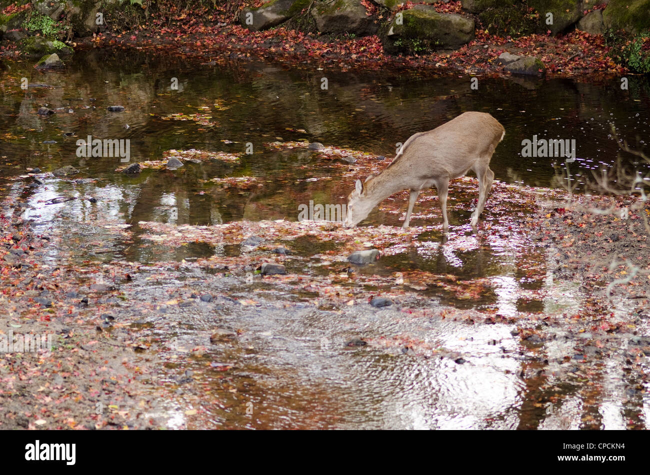 Deer drinking water hi-res stock photography and images - Alamy