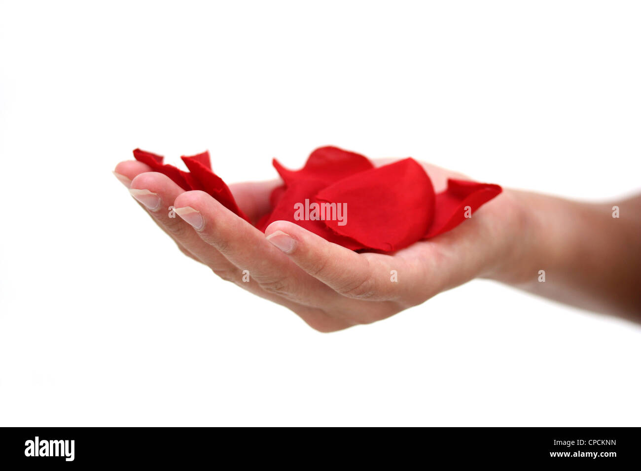 Womans Hand Holding A Bunch Of Rose Petals Stock Photo - Alamy