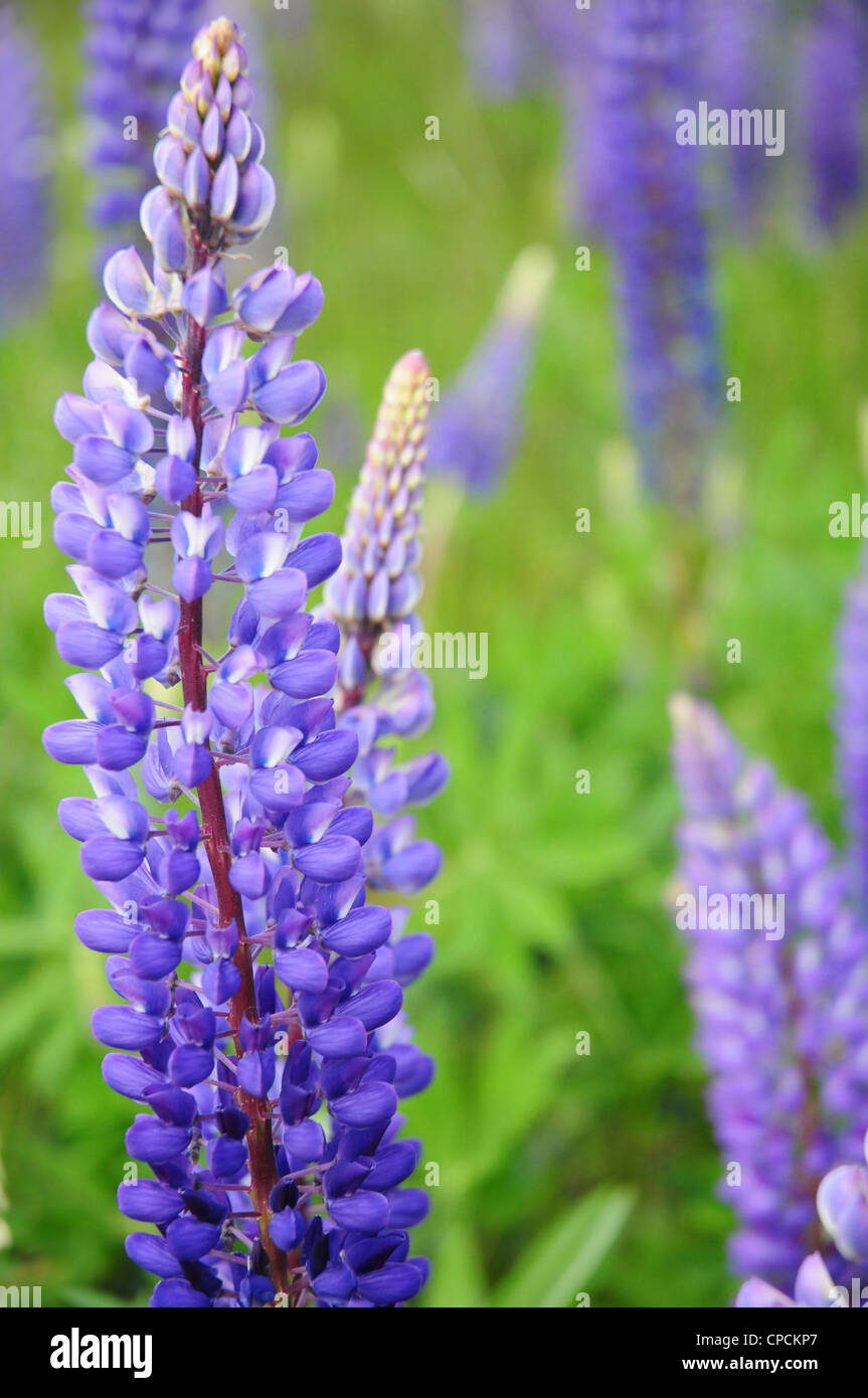 Lupine flower in bloom hi-res stock photography and images - Alamy