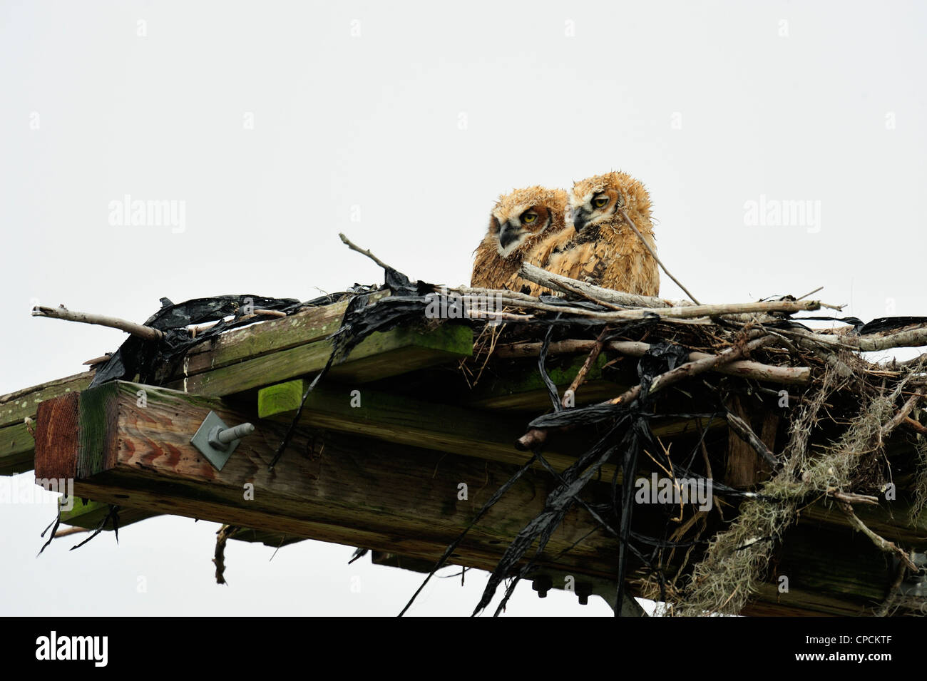 On artificial nesting platform hi-res stock photography and images - Alamy