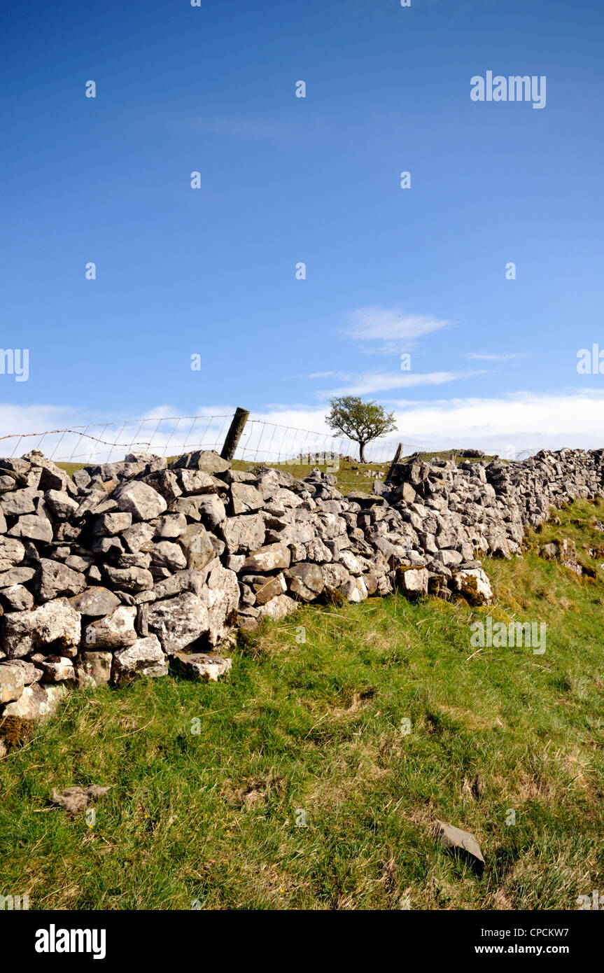 Lone Tree at Chapel-le-Dale, Yorkshire Dales National Park, England ...