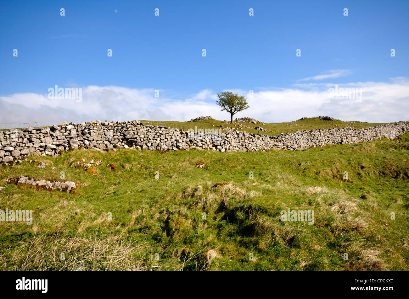 Lone Tree at Chapel-le-Dale in Yorkshire Dales National Park, England ...