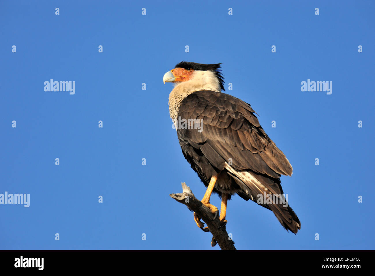 Sentinel bird hi-res stock photography and images - Alamy