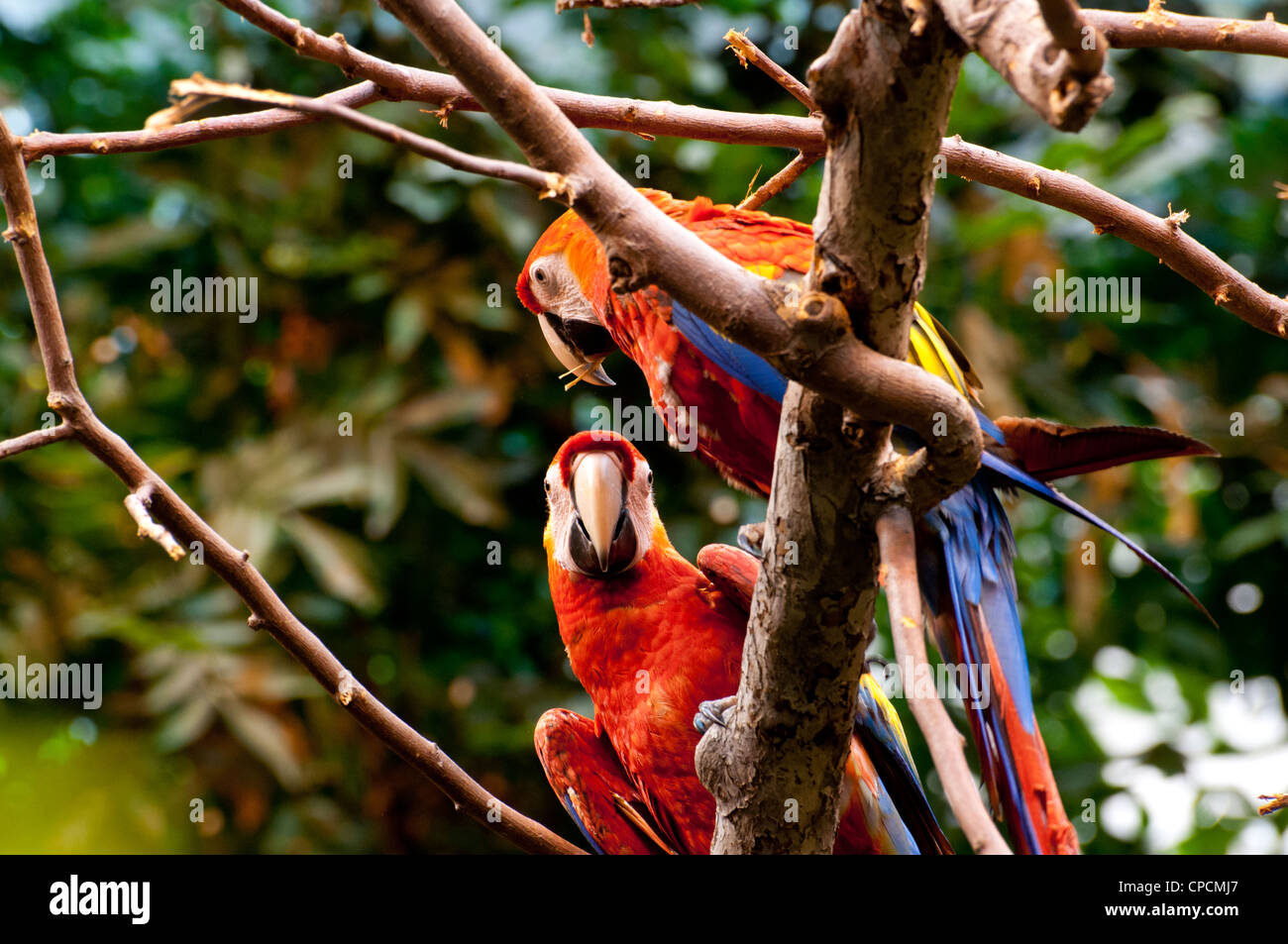 A pair of Scarlet Macaws Stock Photo - Alamy