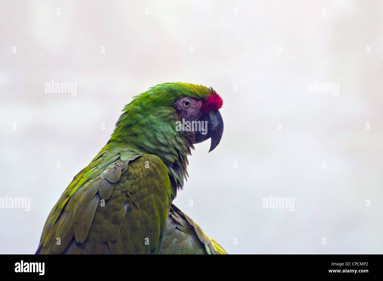 Close-up of a Military Macaw Stock Photo - Alamy