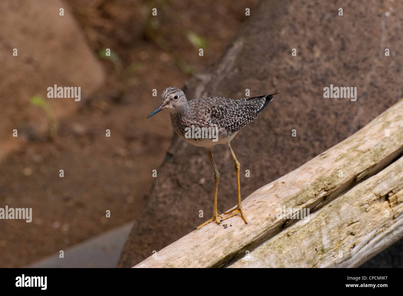 A Lesser Yellowlegs Stock Photo - Alamy