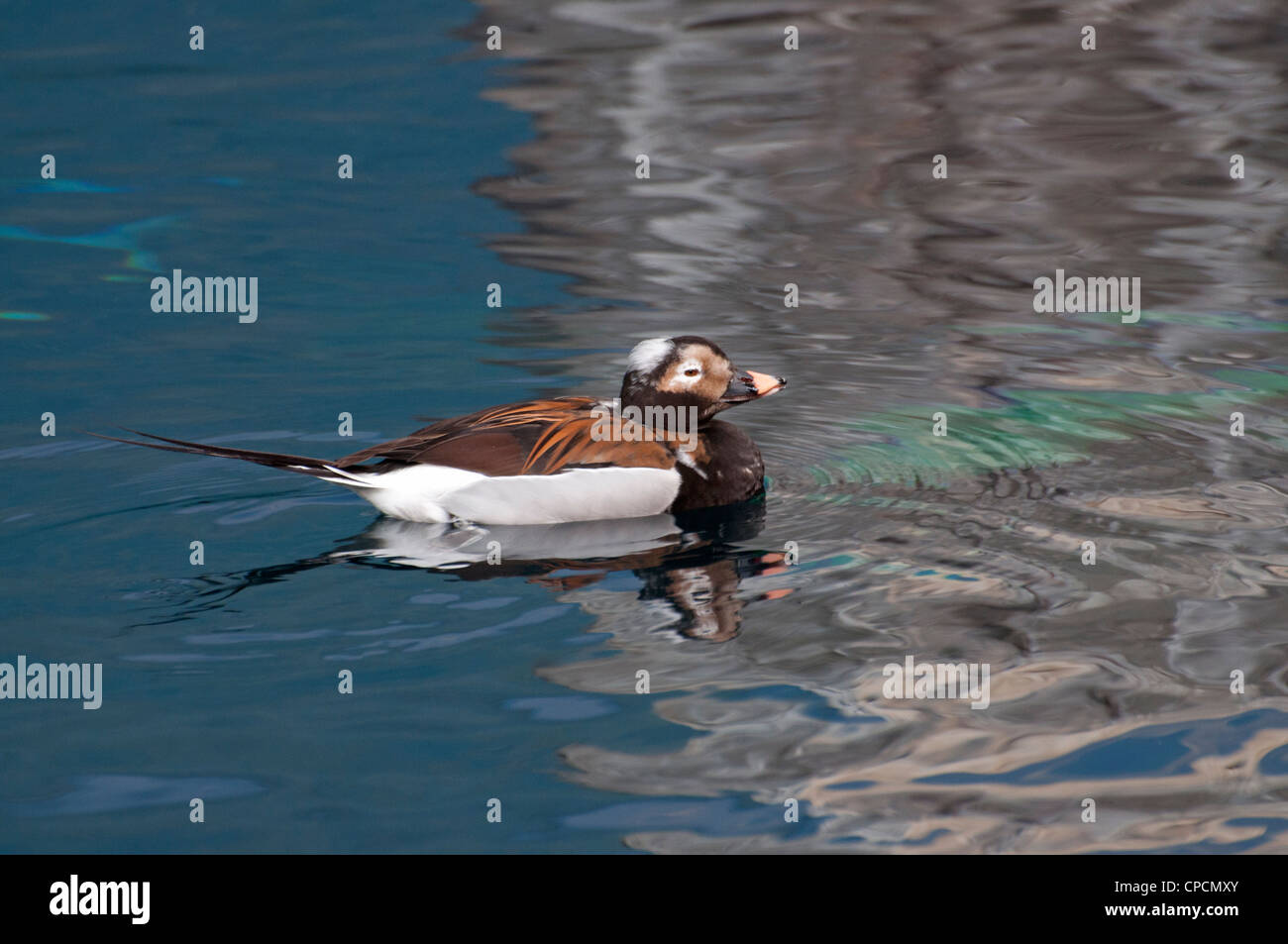 A Long-tailed Duck Stock Photo - Alamy