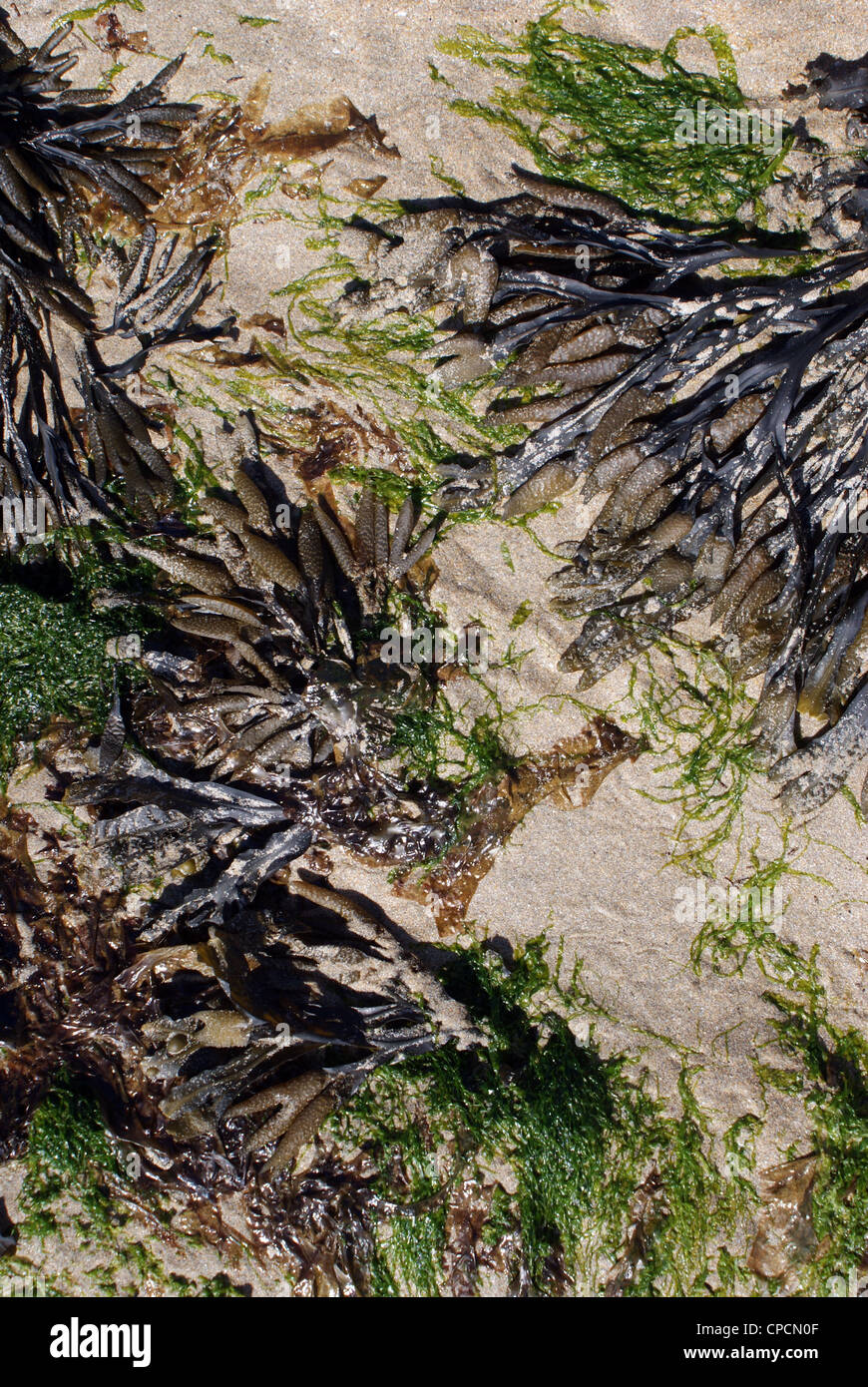 Close up of seaweed Stock Photo - Alamy