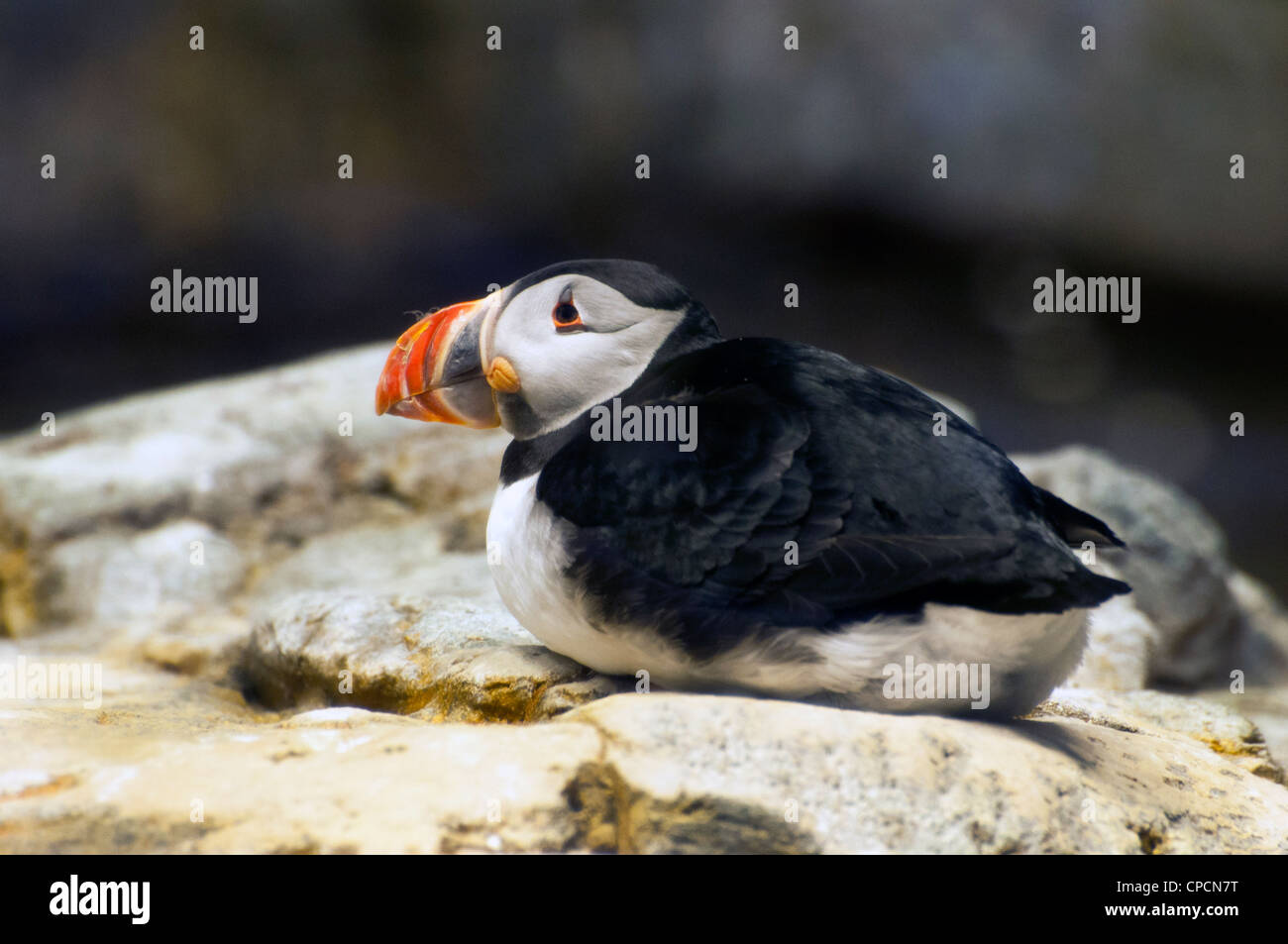 Close-up of an Atlantic Puffin Stock Photo - Alamy
