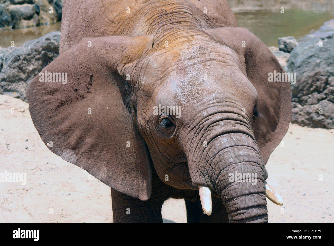 African elephant extinction hi-res stock photography and images - Alamy