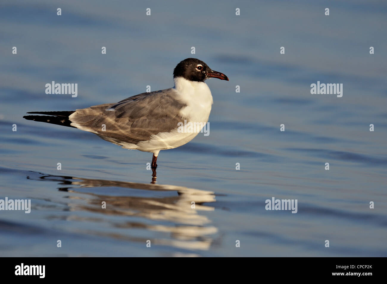 Florida gulls hi-res stock photography and images - Alamy