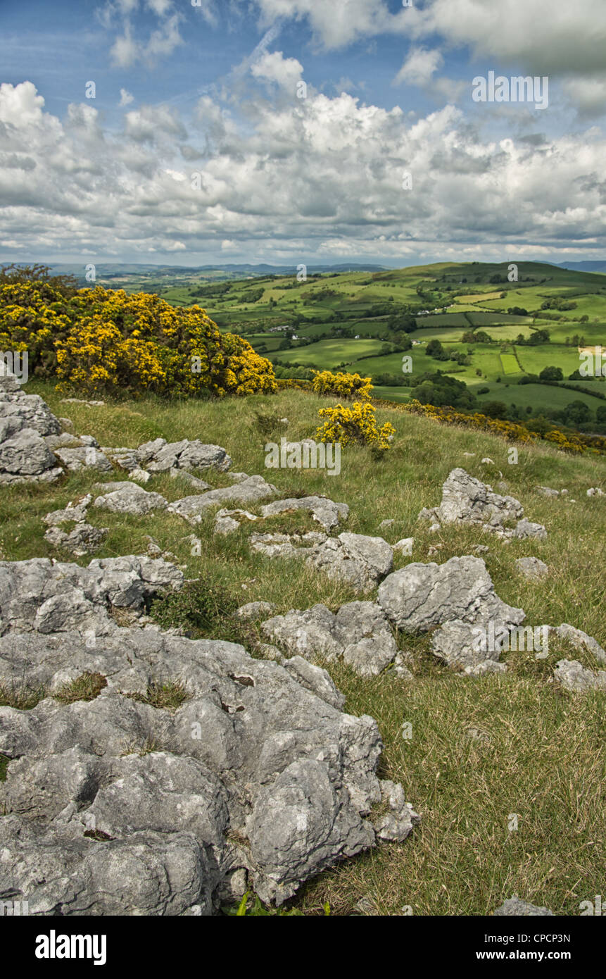 Outcrops of gorse hi-res stock photography and images - Alamy