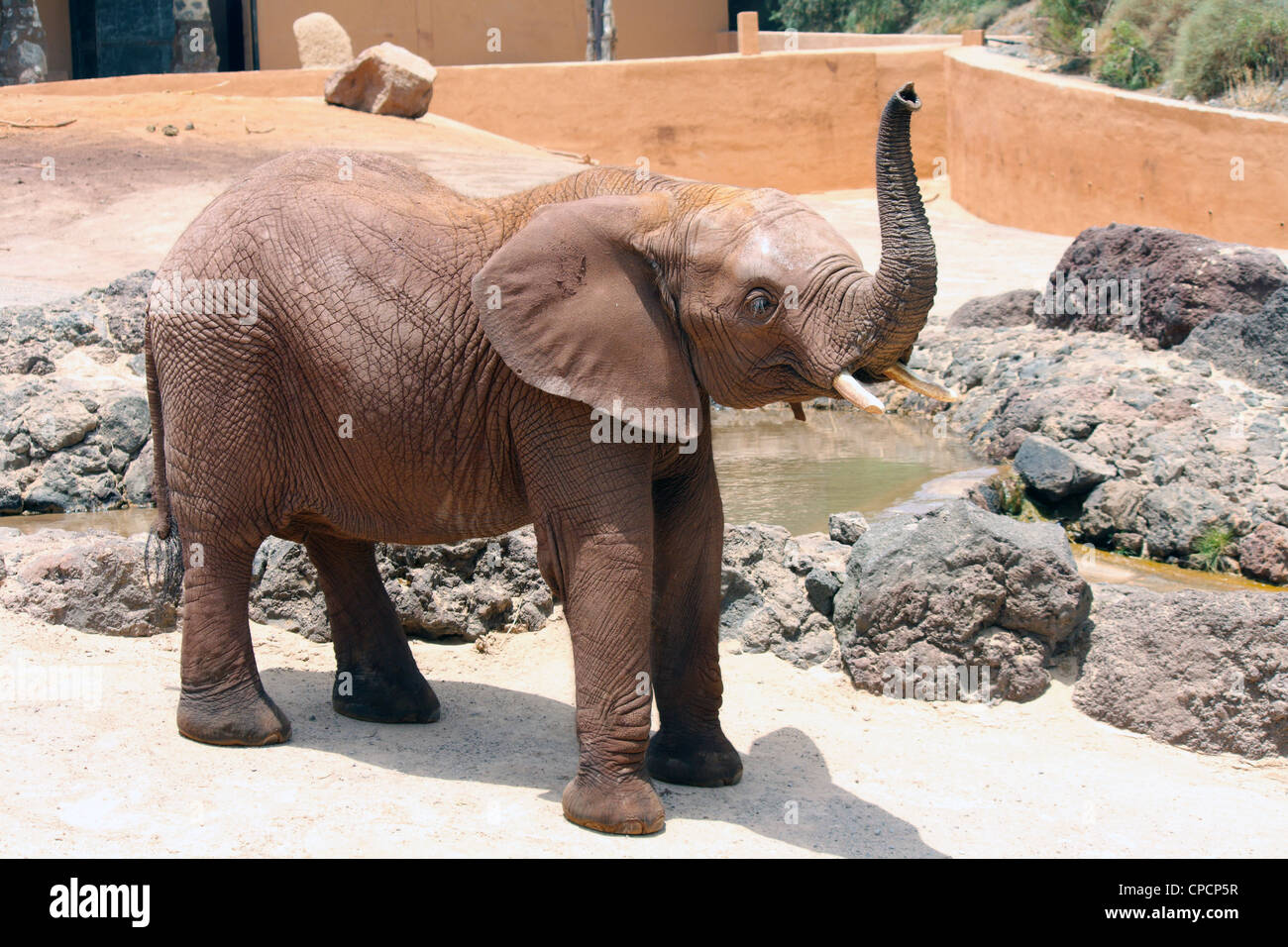 African elephant extinction hi-res stock photography and images - Alamy