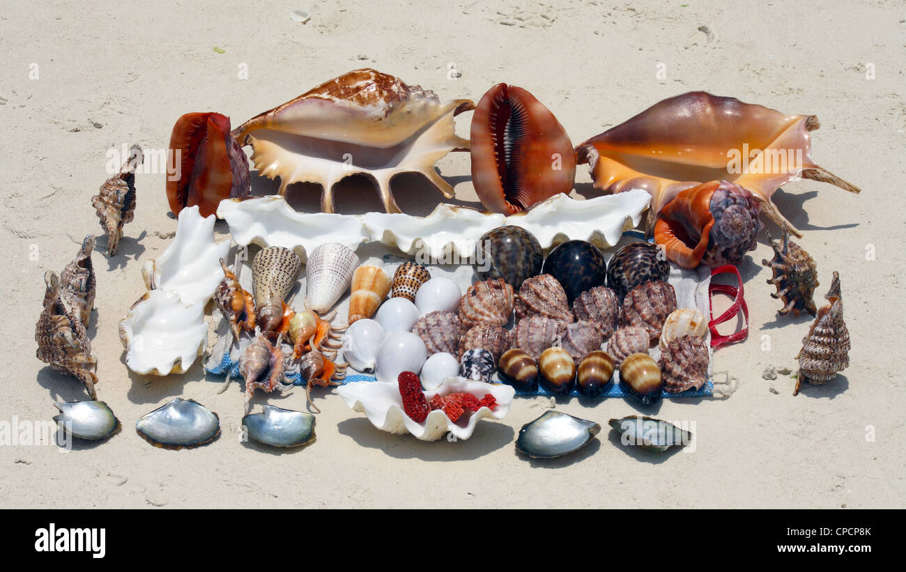 A collection of beautiful seashells in Zanzibar Stock Photo - Alamy