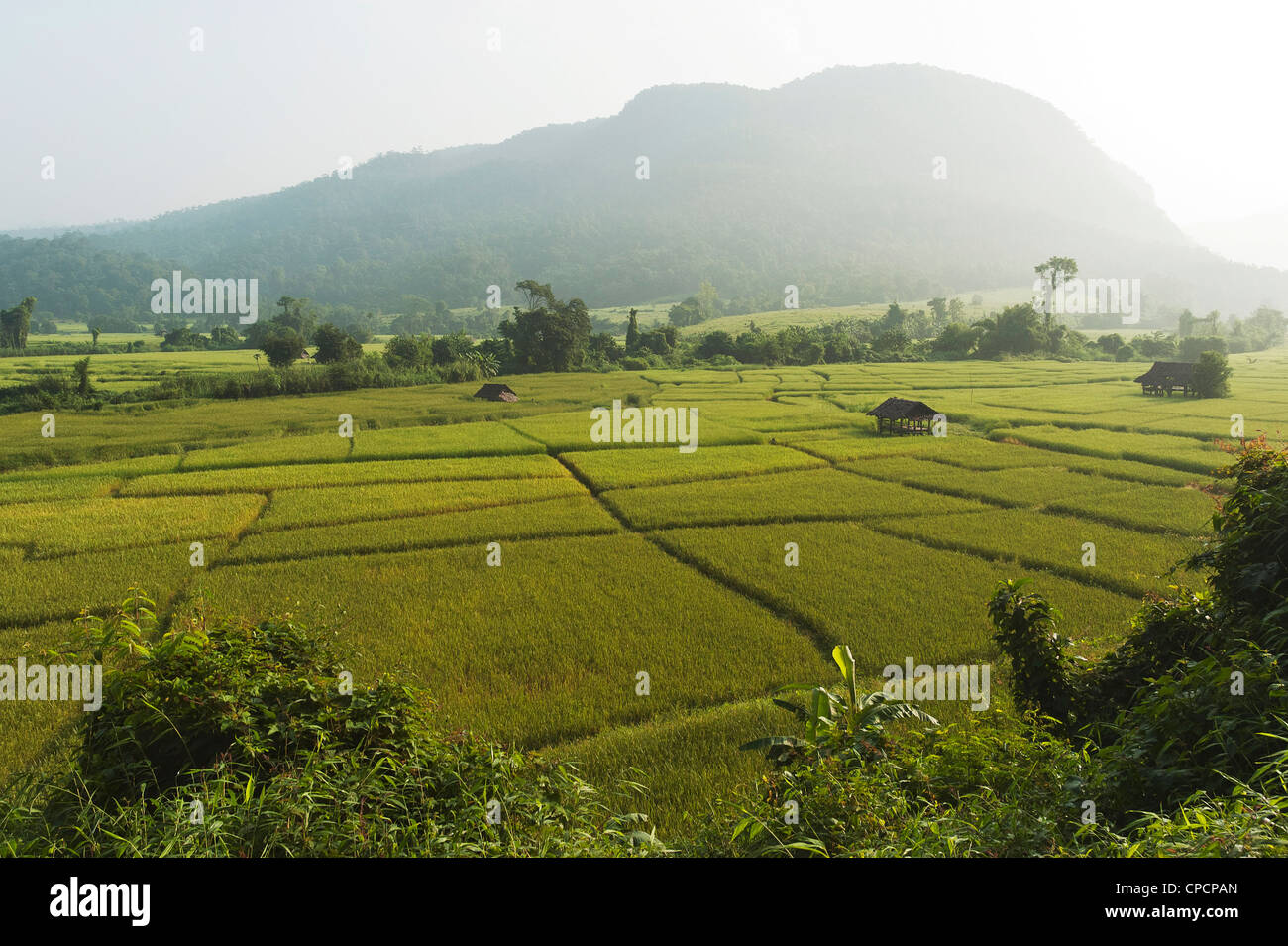 Rice paddi hi-res stock photography and images - Alamy