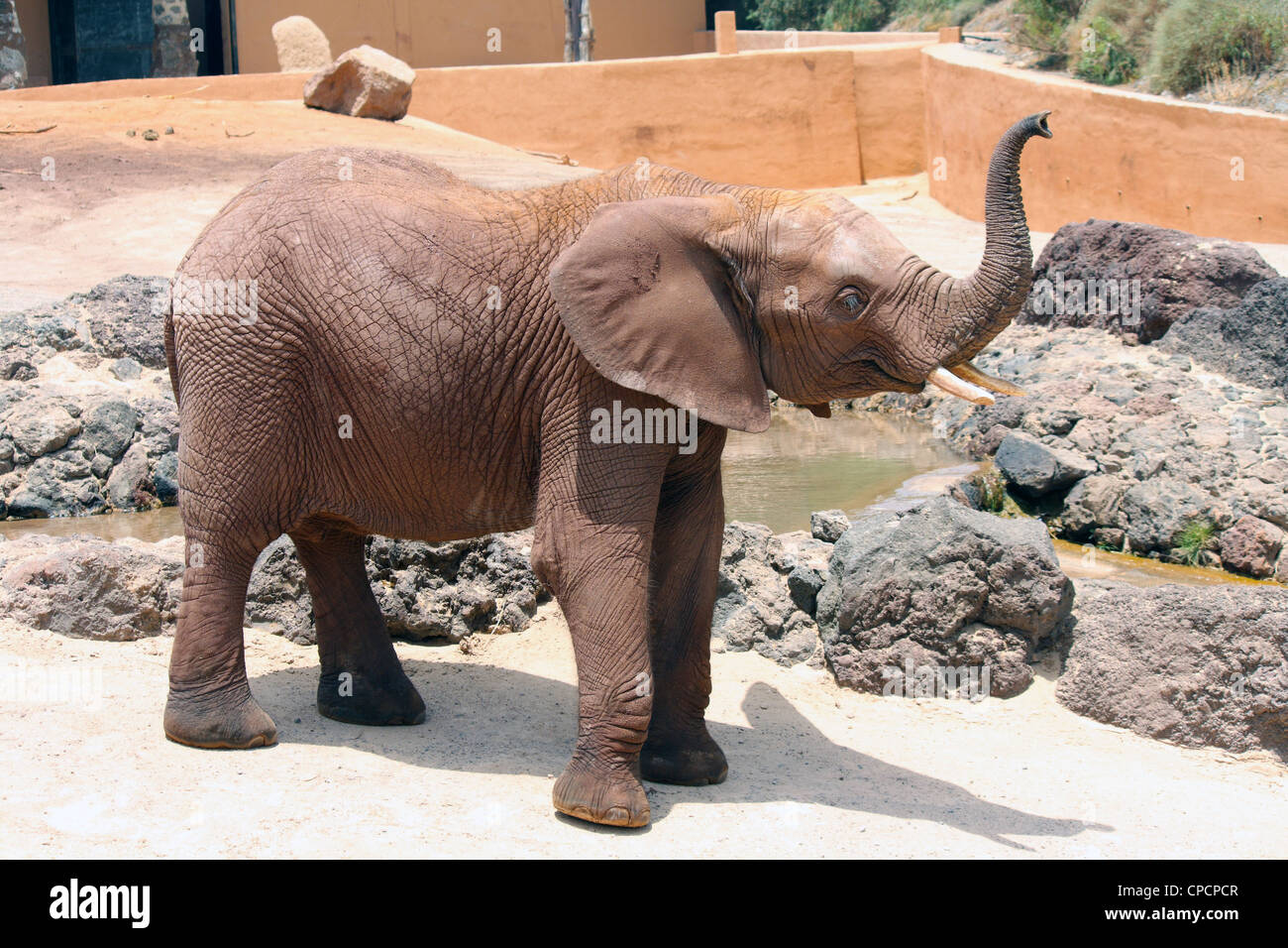 African elephant extinction hi-res stock photography and images - Alamy