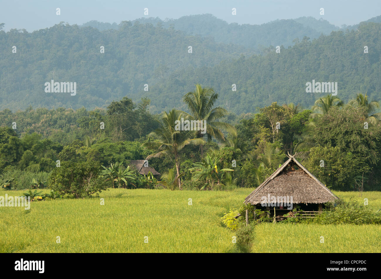 Paddi Field Stock Photos & Paddi Field Stock Images - Alamy