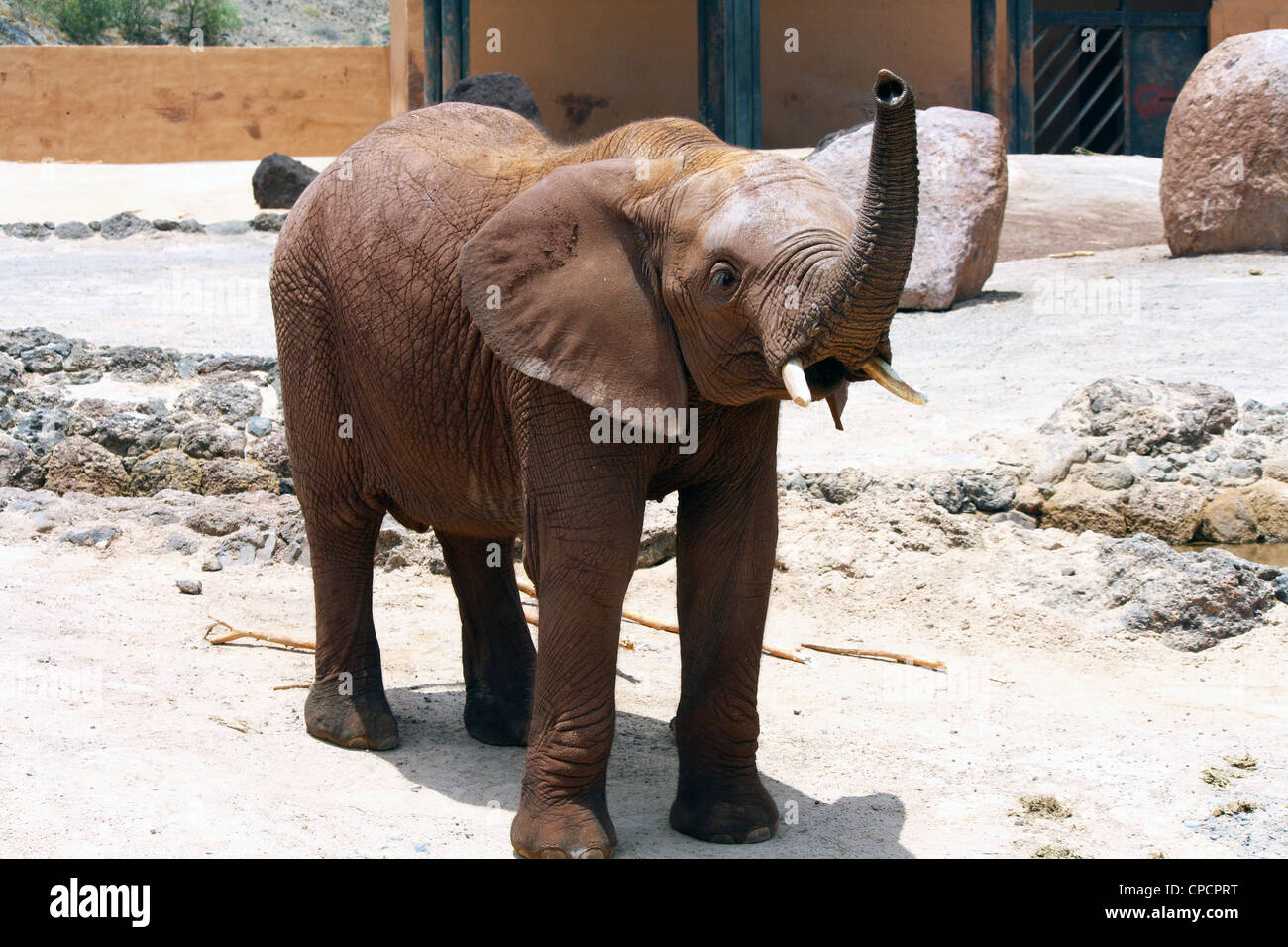 African elephant extinction hi-res stock photography and images - Alamy