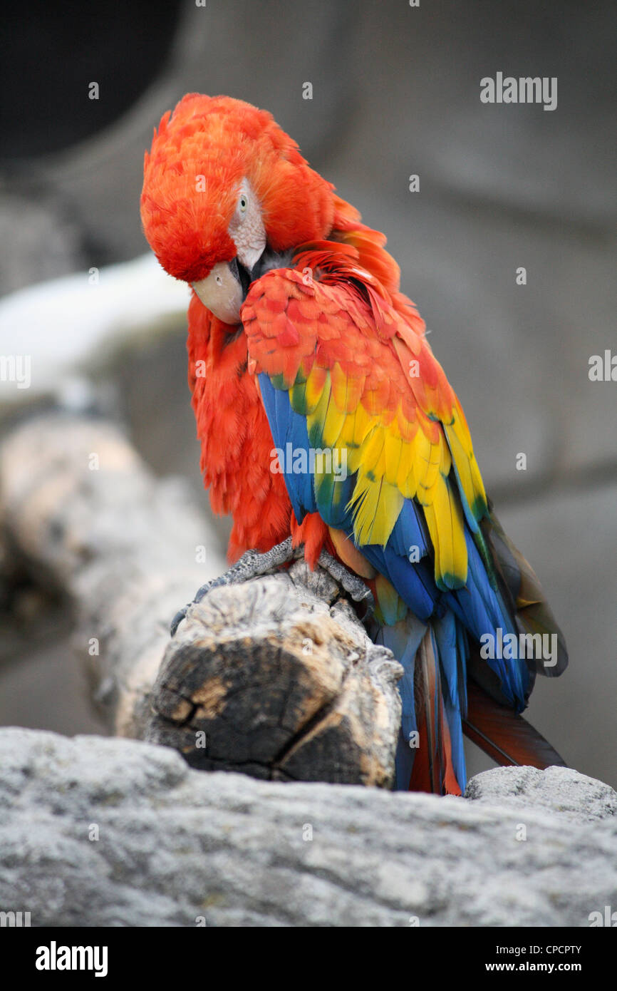 The Scarlet Macaw (Ara Macao), a large, colorful macaw, native to humid ...