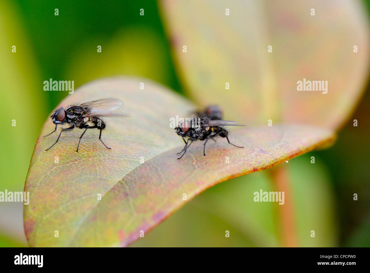 British flies hi-res stock photography and images - Alamy