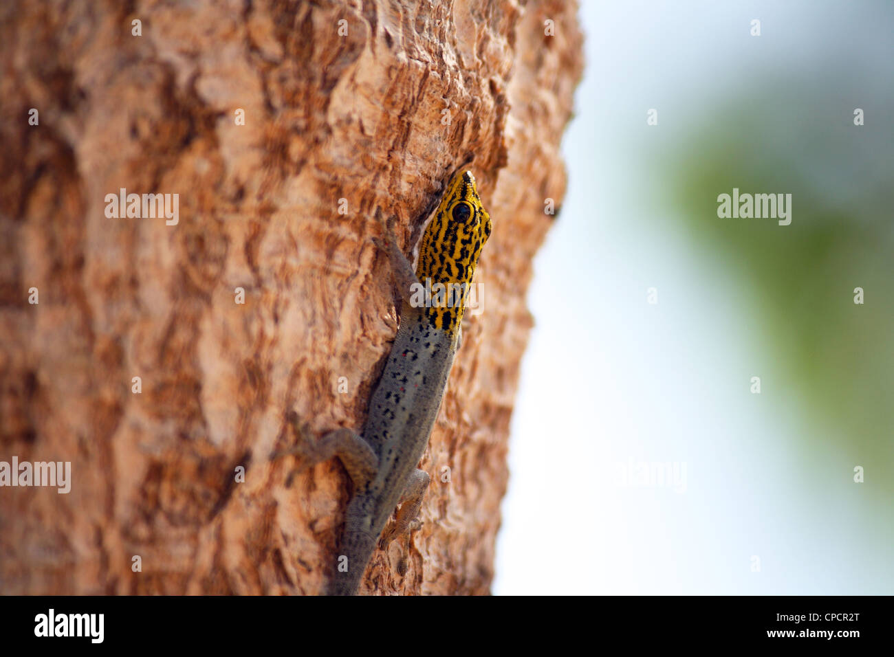 A lizard climbing up the trunk of a tree Stock Photo - Alamy