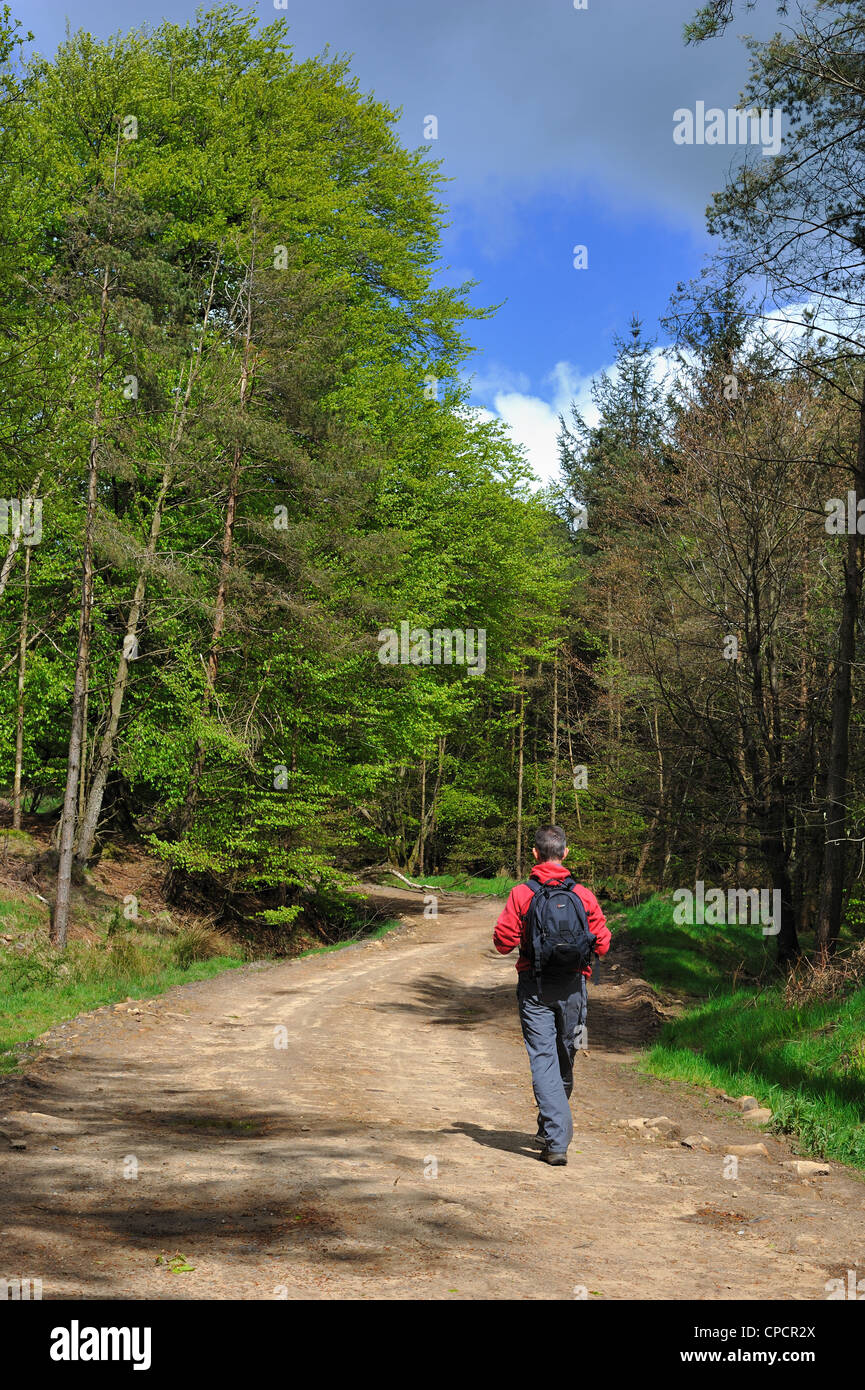 Longridge Fell Lancashire in spring Stock Photo - Alamy