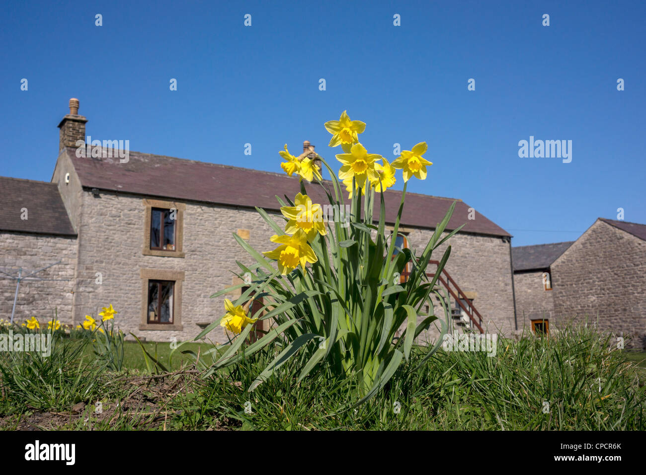 flowers in countryside Stock Photo - Alamy