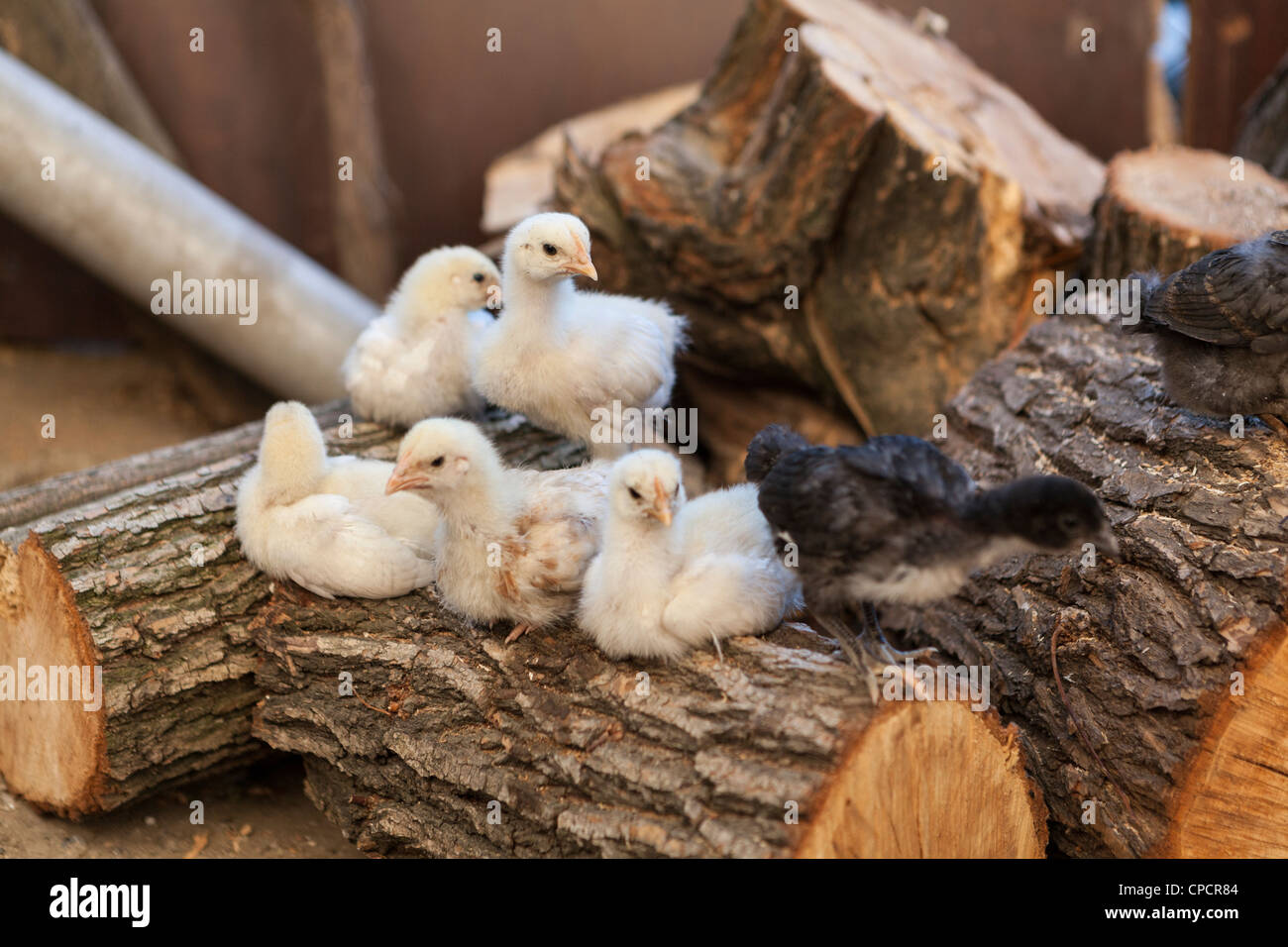 Baby chicks in a free range chicken farm Stock Photo - Alamy
