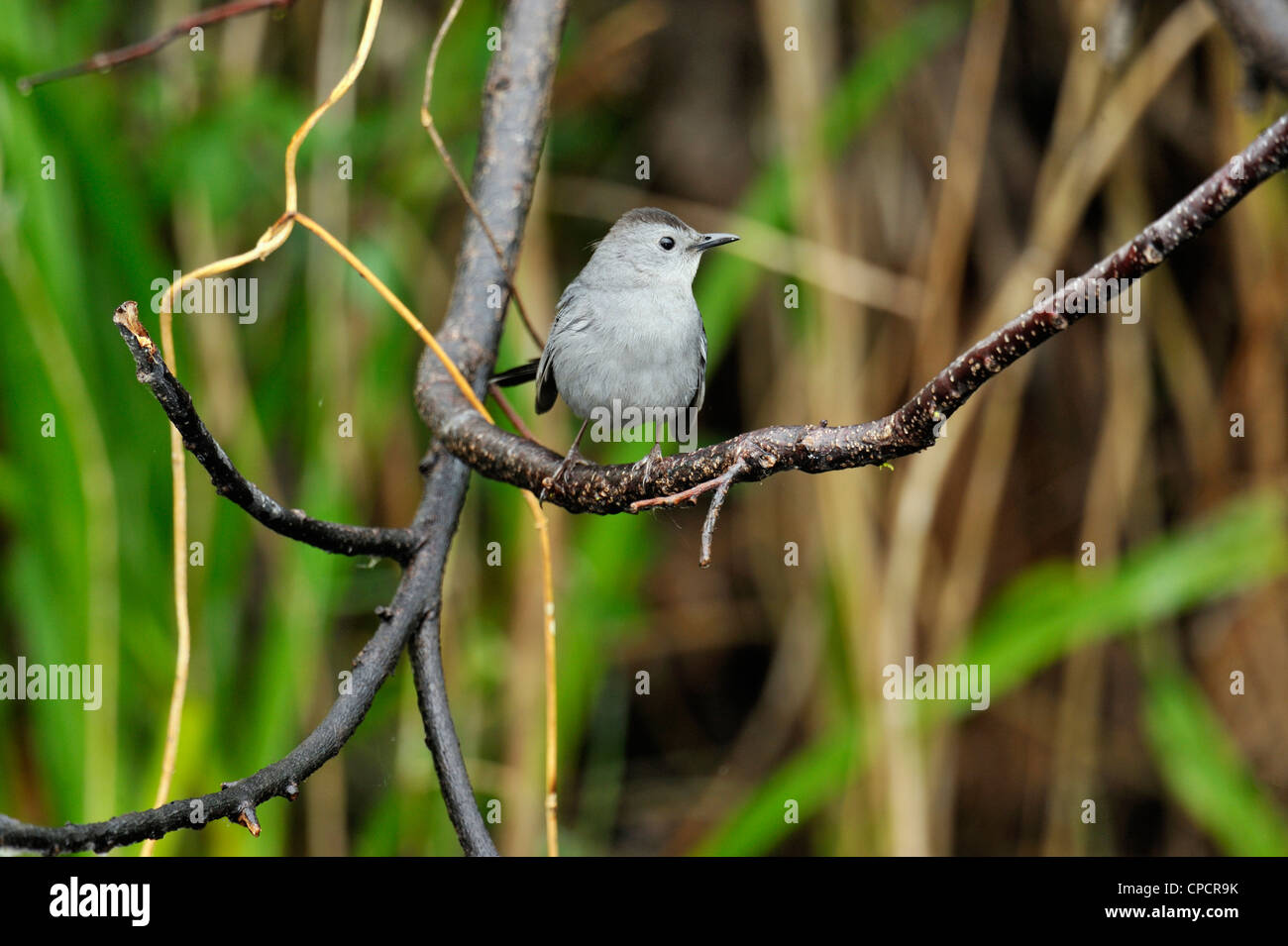 Secretive bird hi-res stock photography and images - Alamy