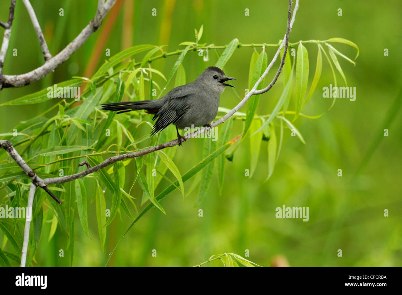 Catbird environment hi-res stock photography and images - Alamy