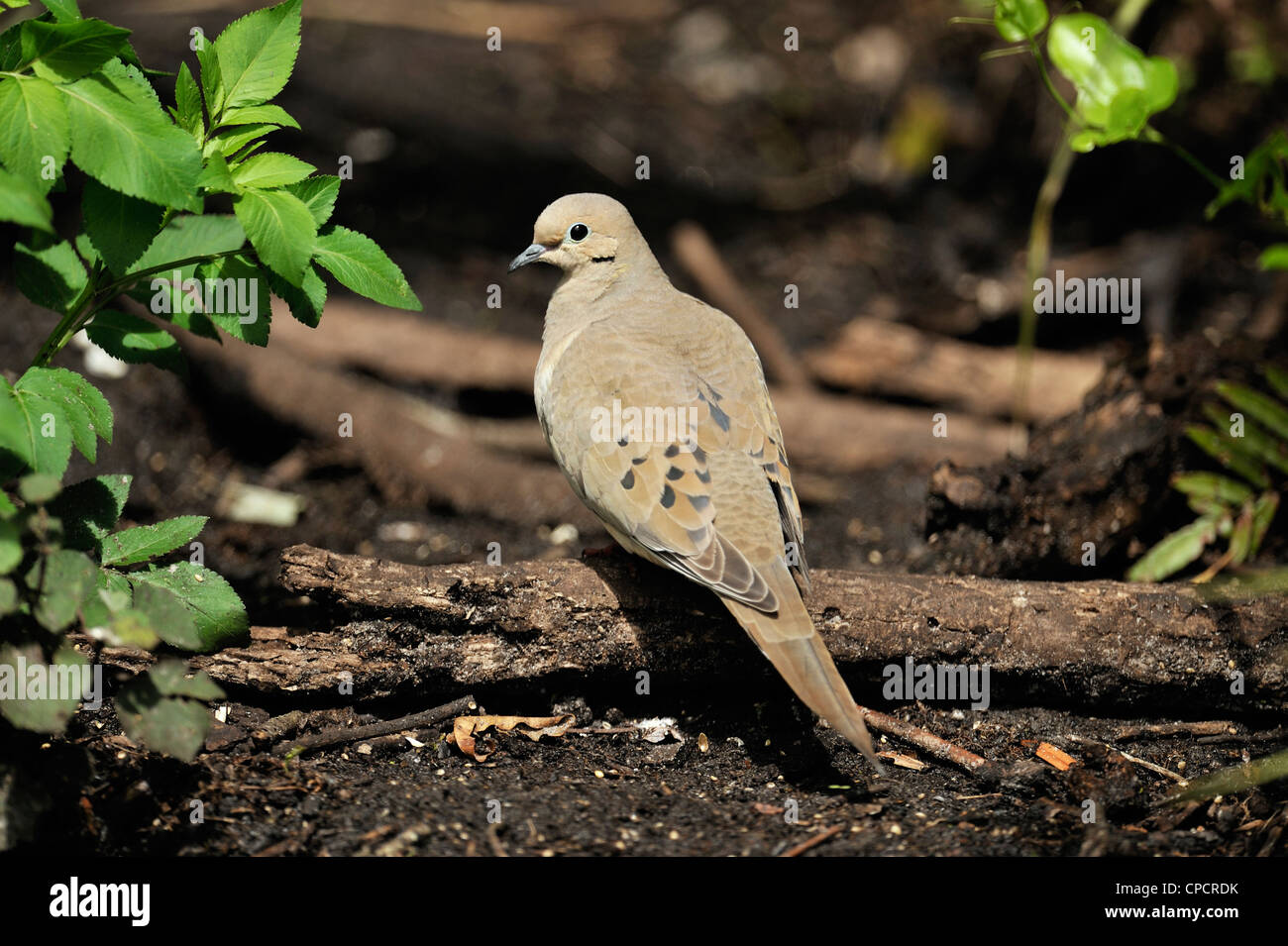 Mourning dove ( Zenaida macroura), Corkscrew Swamp Sanctuary, Naples ...