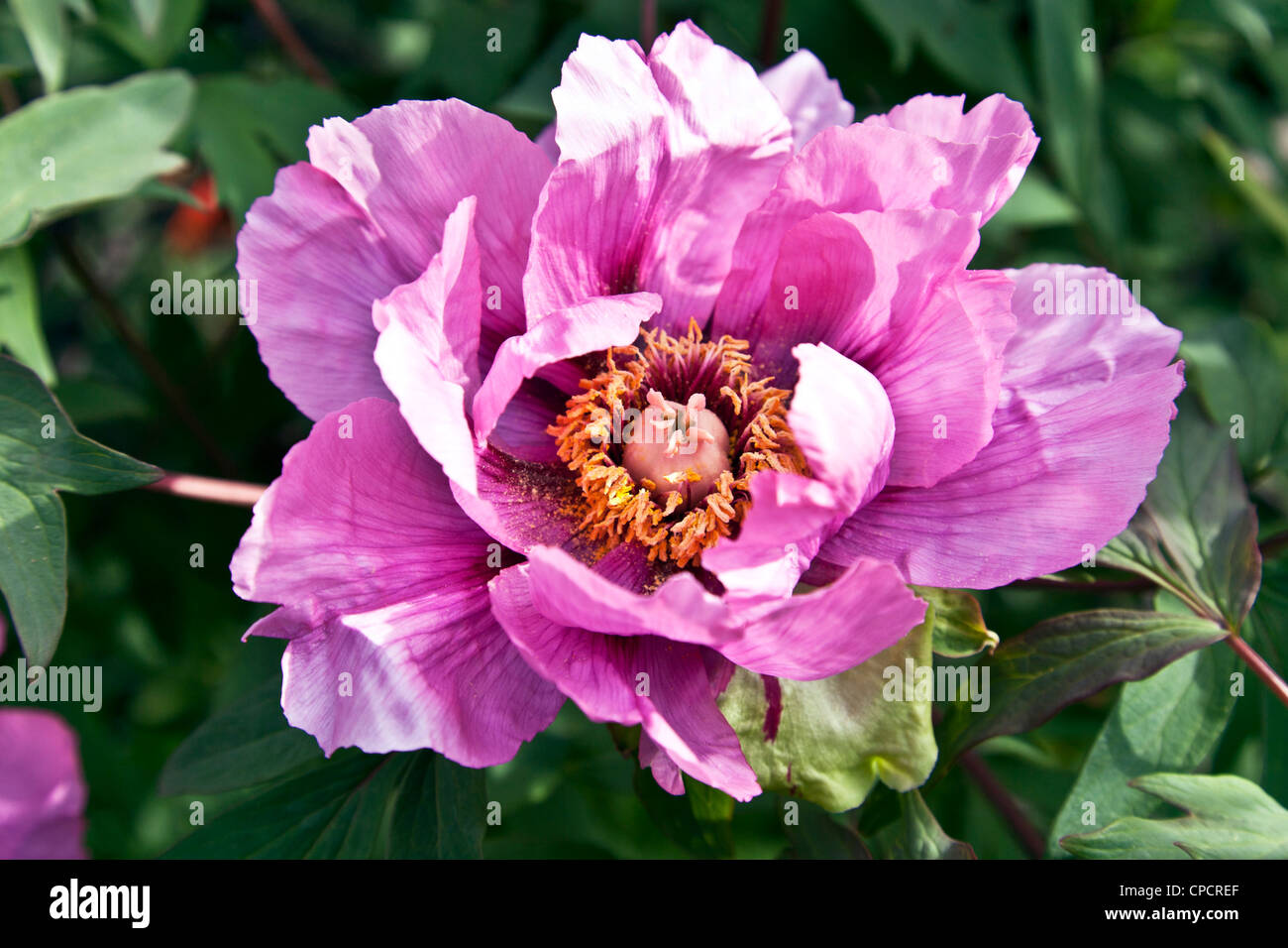 Tree Peony Flower High Resolution Stock Photography and Images - Alamy