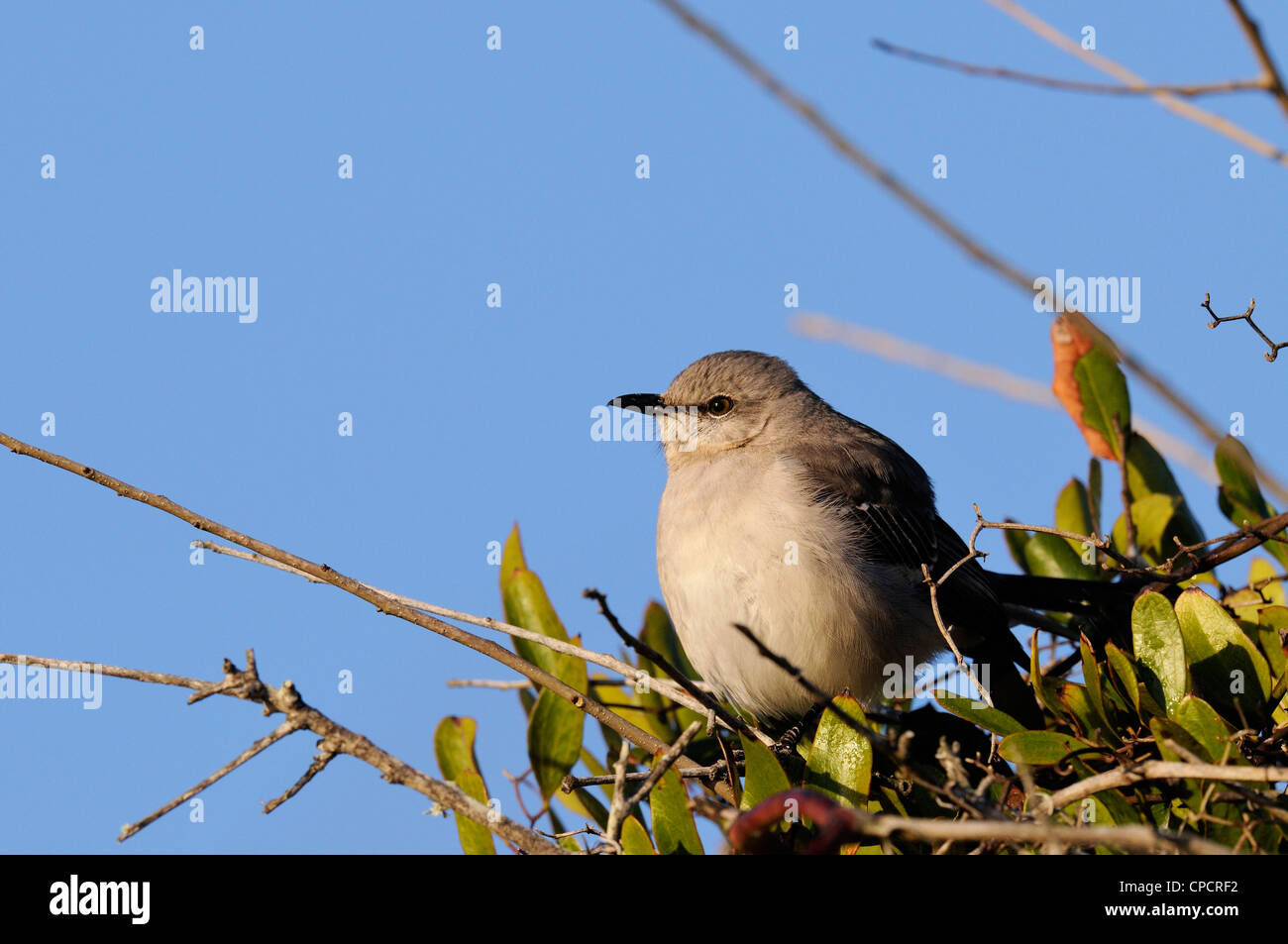 Floridastate Bird