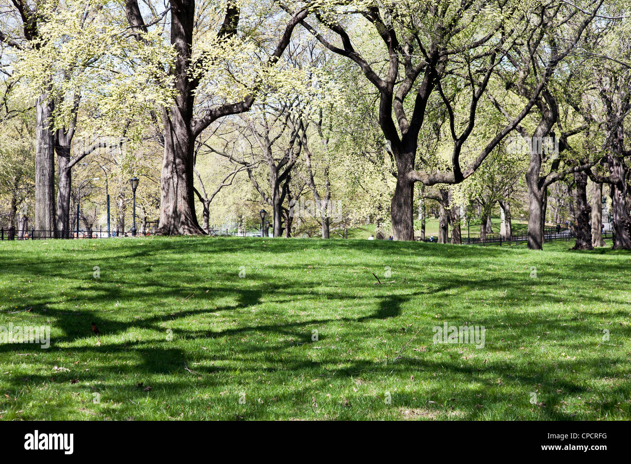 Elm trees hi-res stock photography and images - Alamy