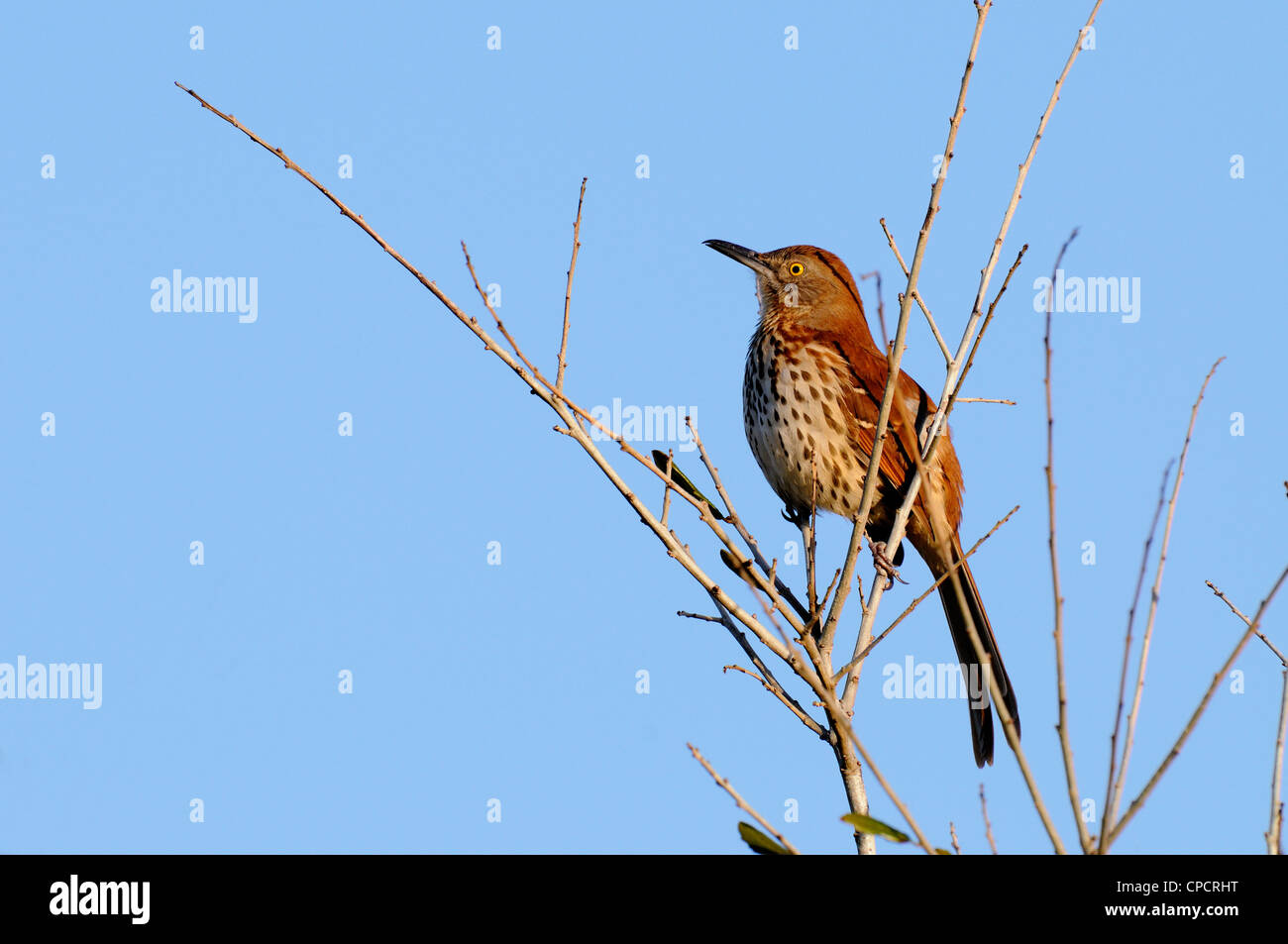 Georgia State Bird