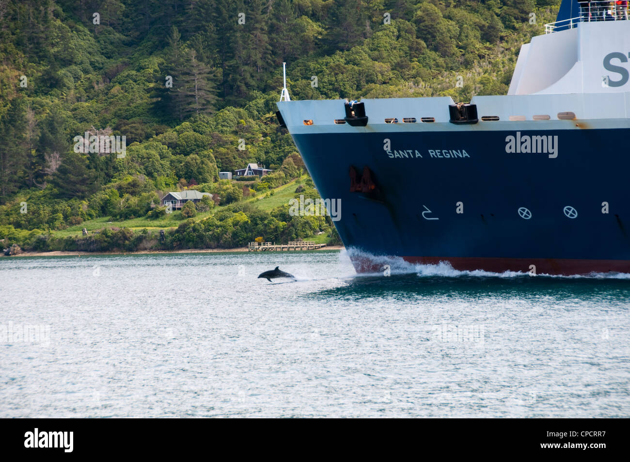New Zealand South Island Picton, dolphins riding bow wave of ferry in ...