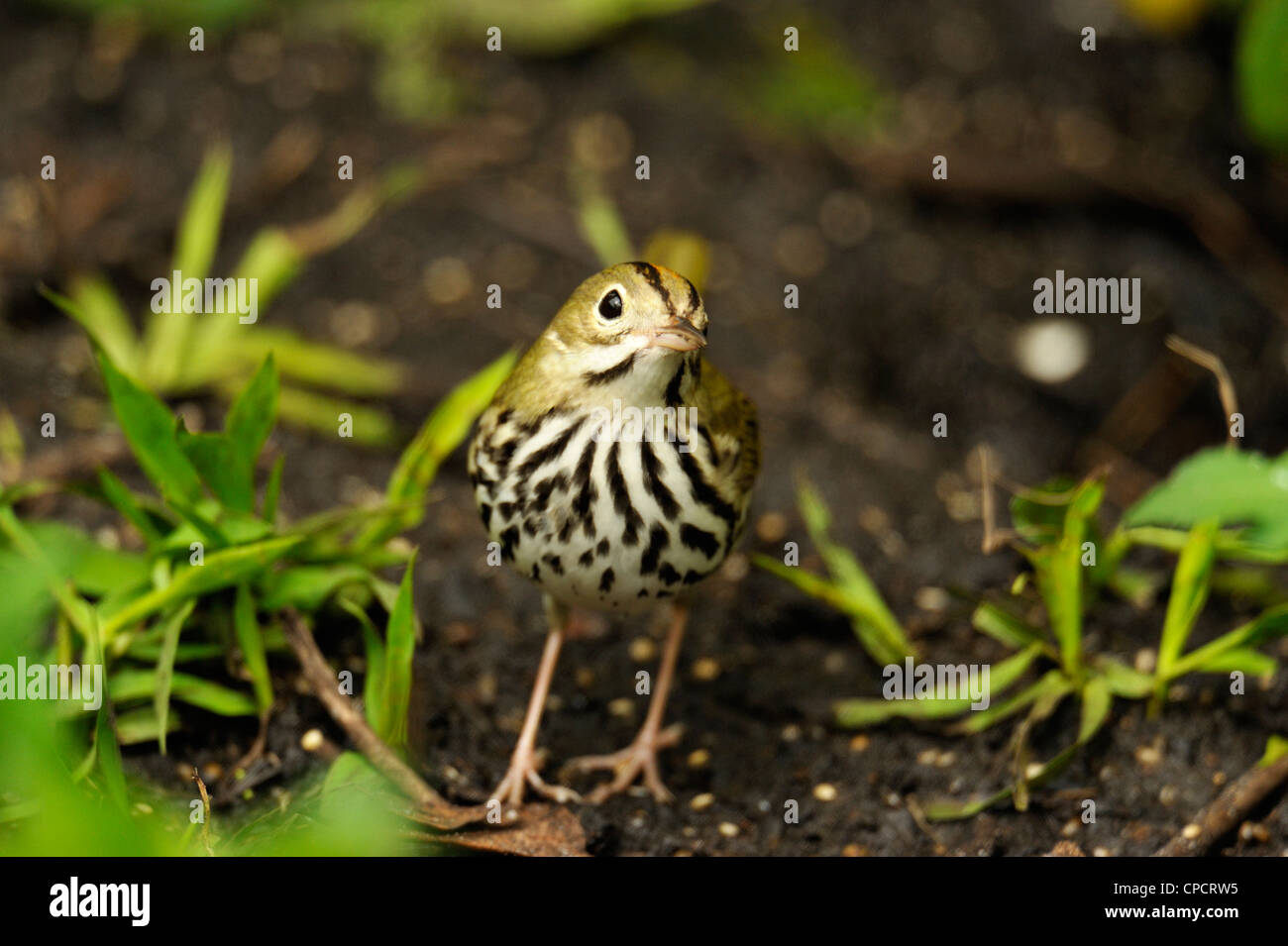 Corkscrew swamp sanctuary hi-res stock photography and images - Alamy