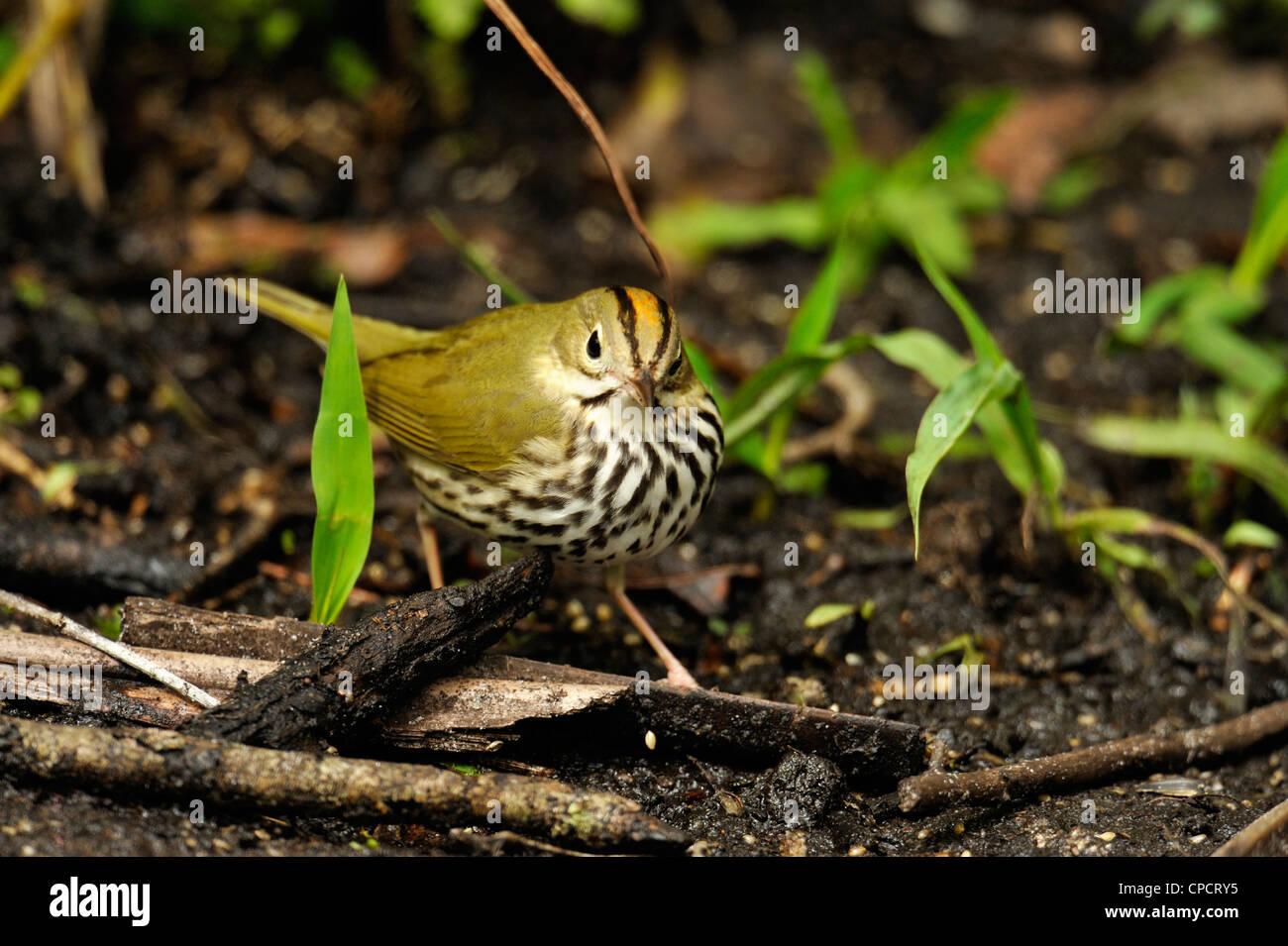 Corkscrew swamp sanctuary naples hi-res stock photography and images ...
