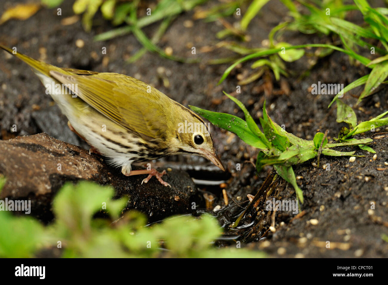 Corkscrew swamp sanctuary naples hi-res stock photography and images ...