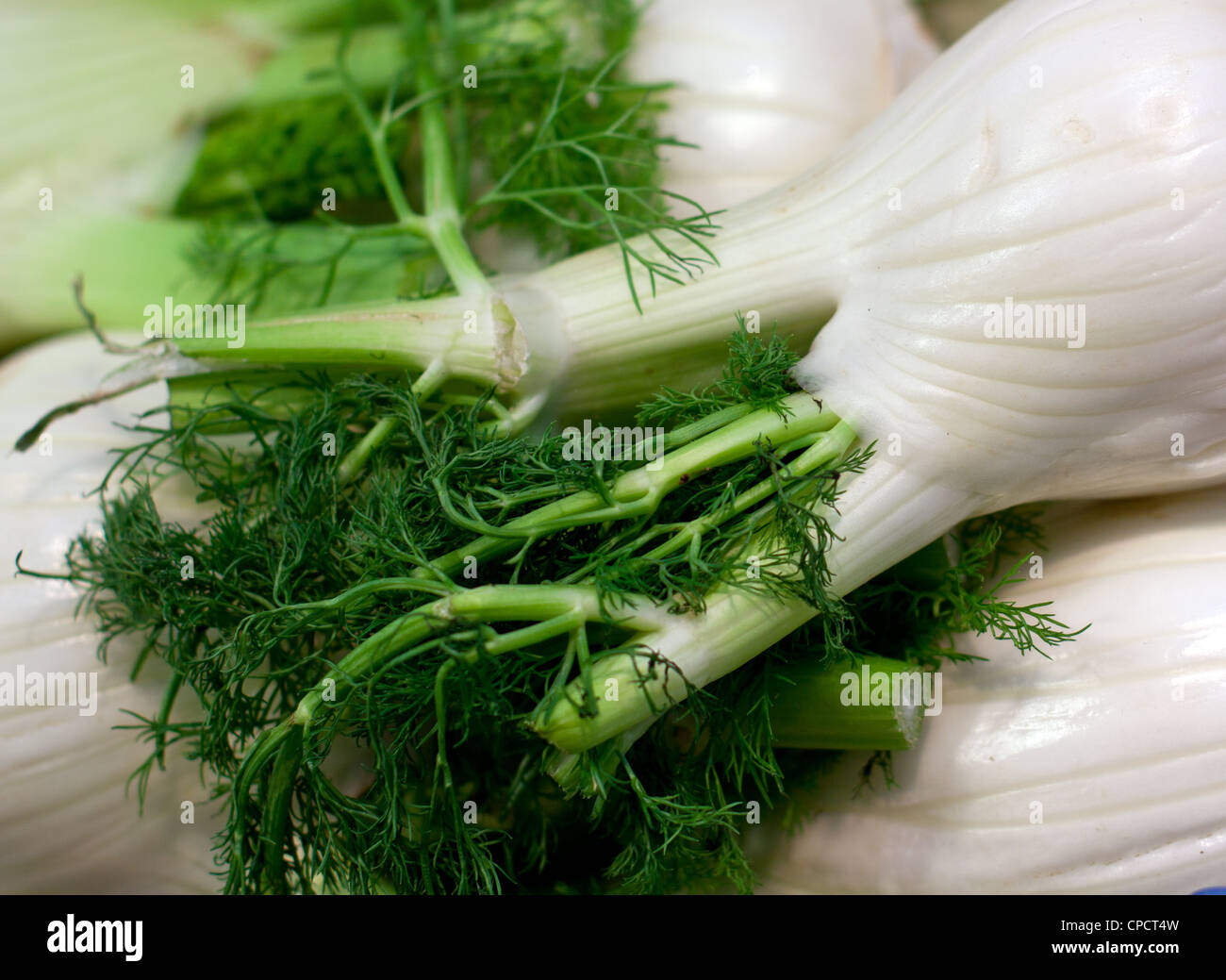 fresh green fennel closeup Stock Photo - Alamy