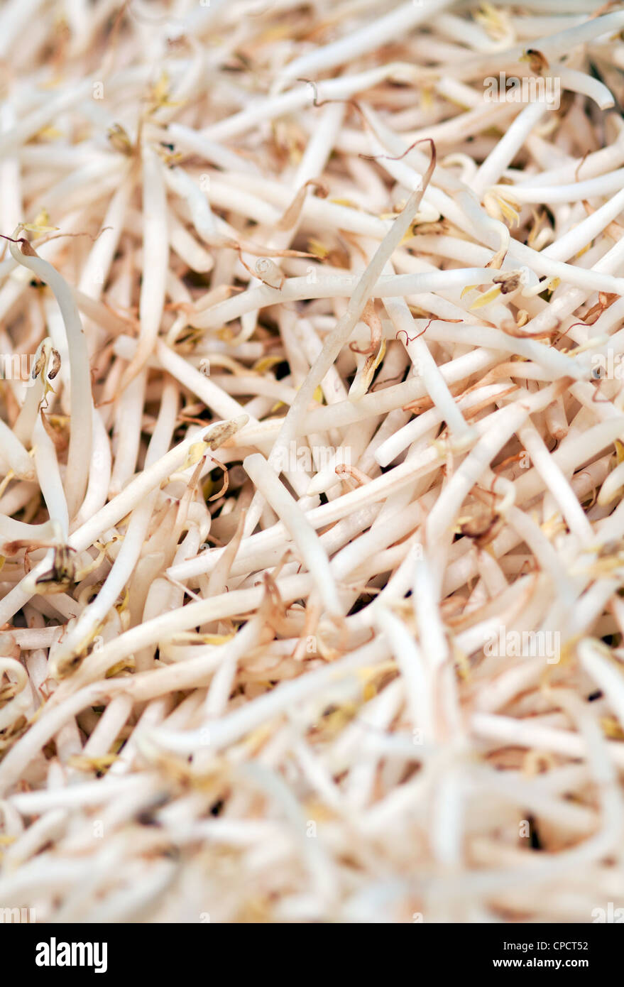 fresh soybean sprouts closeup Stock Photo - Alamy