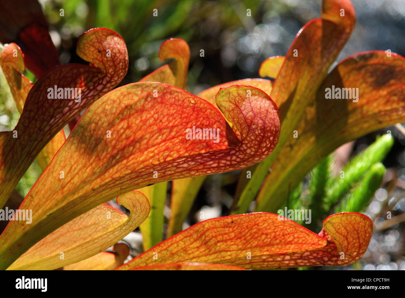 Pitchers of the carnivorous Parrot Pitcher Plant Sarracenia psittacina ...
