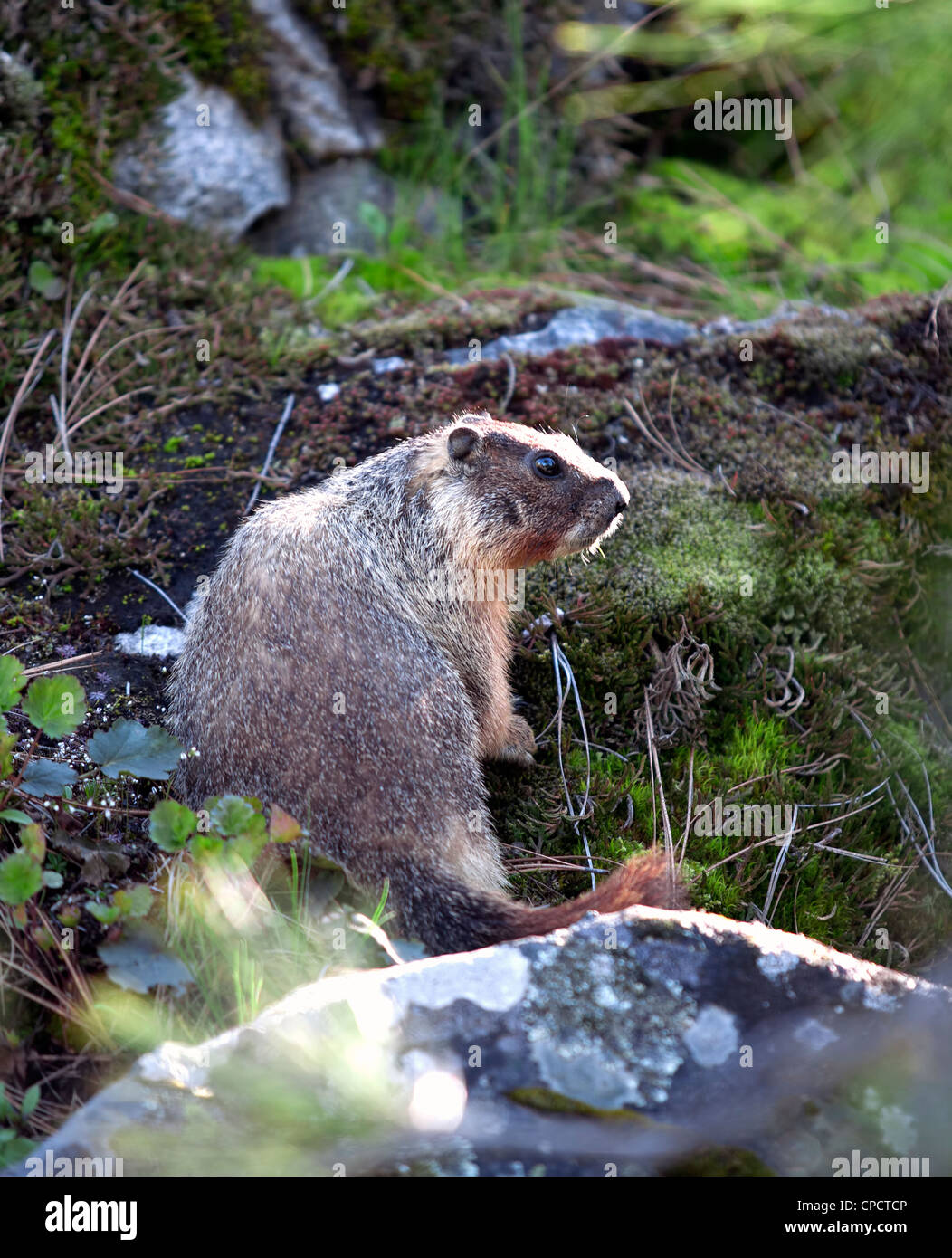 A small marmot wonders around the small flora covered hill Stock Photo ...