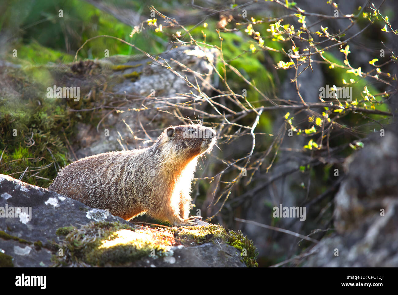A small marmot sits on a rock within thick vegetation Stock Photo - Alamy