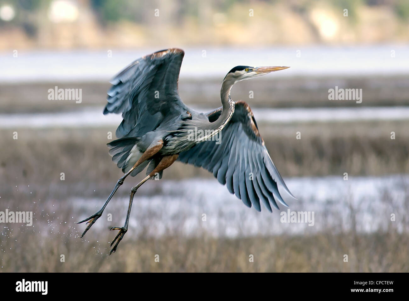 A great blue heron takes off from a wetlands area Stock Photo - Alamy