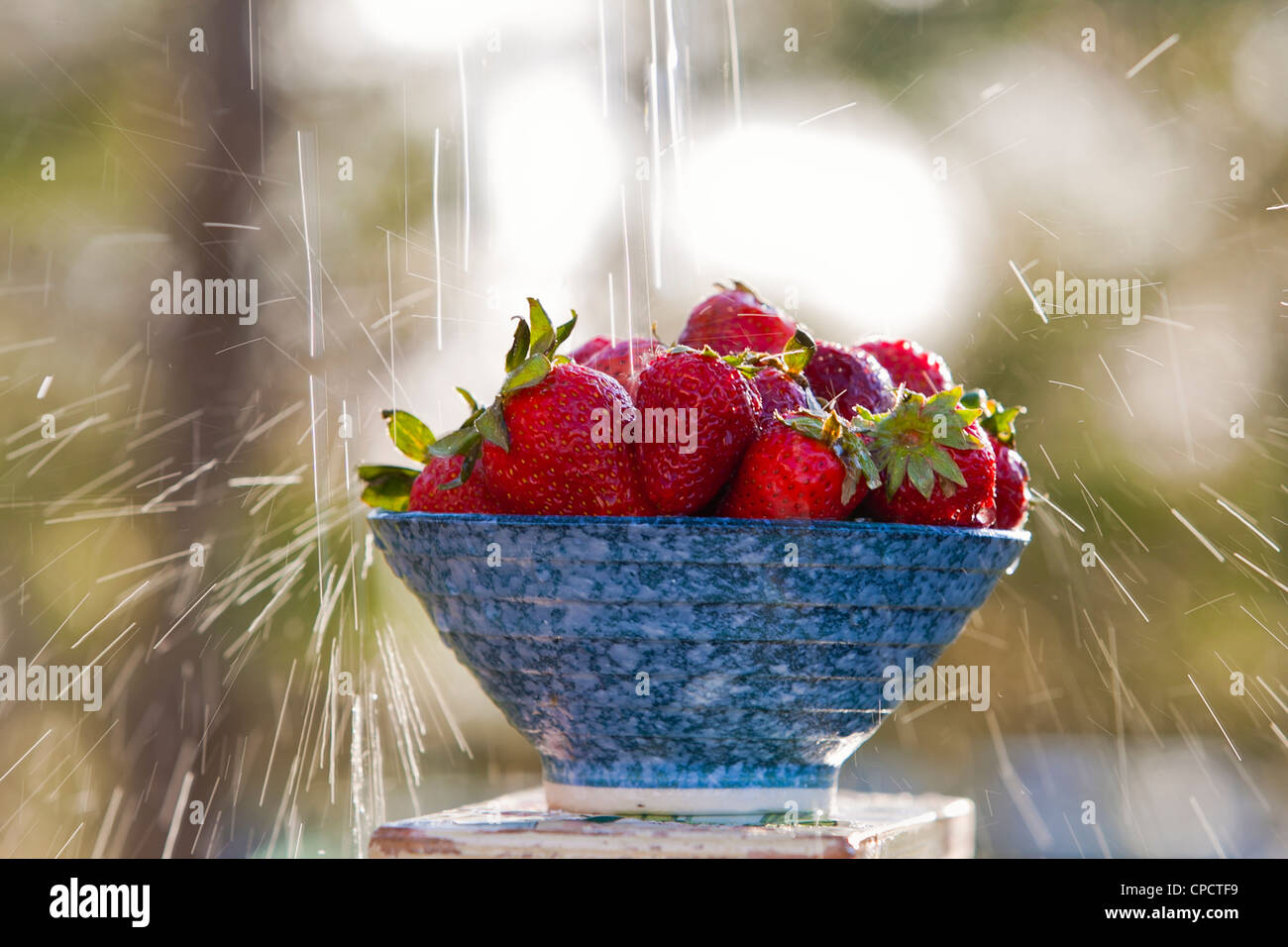 Strawberry water bowl hi-res stock photography and images - Alamy