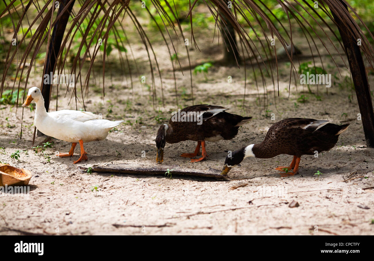 Geese forage under a rain forest canopy in El Nido, Palawan ...