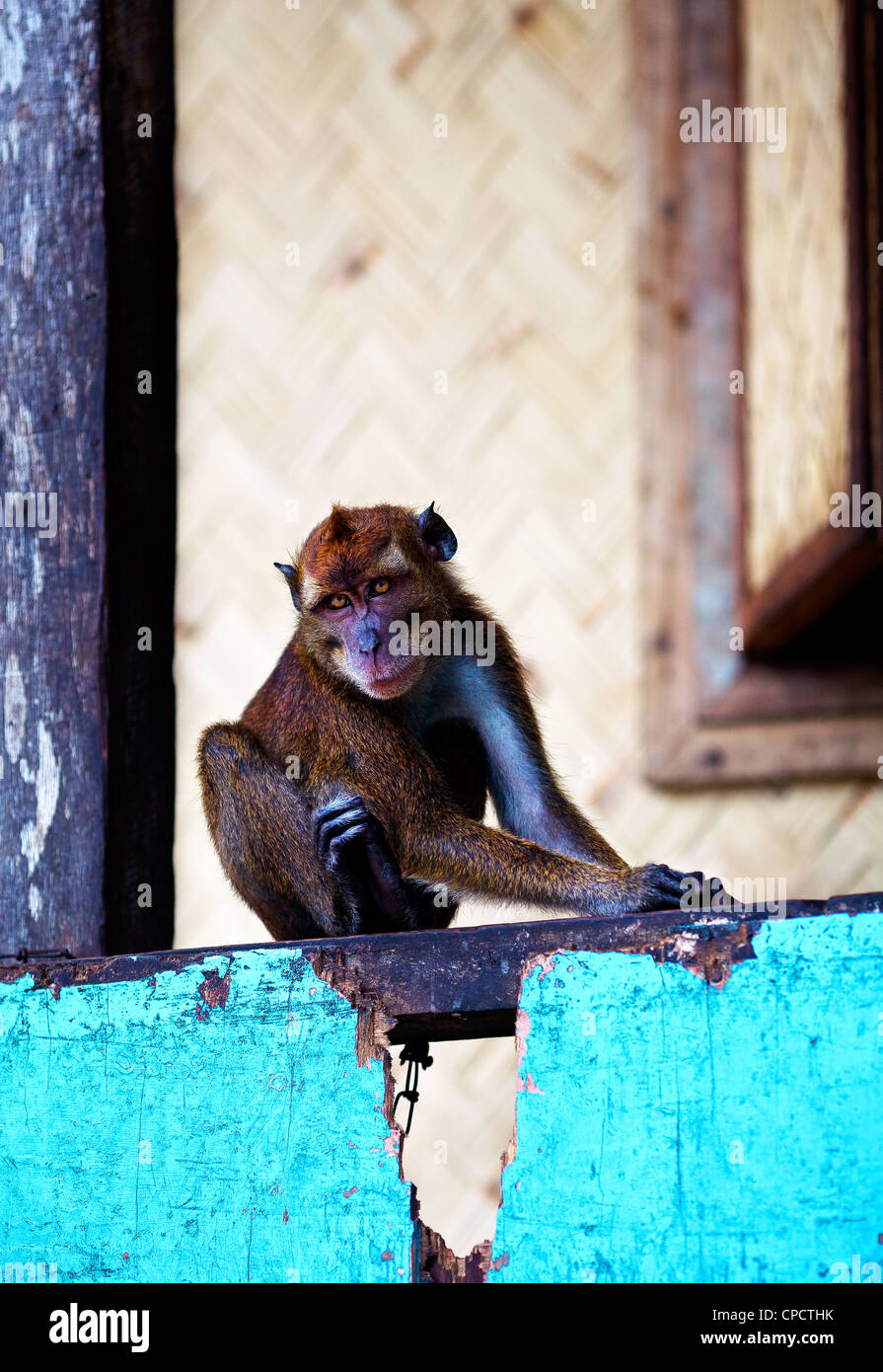 A monkey relaxes and watches passersby along the beach in El Nido ...