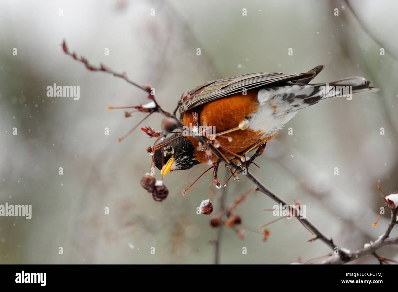 American robins canada hi-res stock photography and images - Alamy