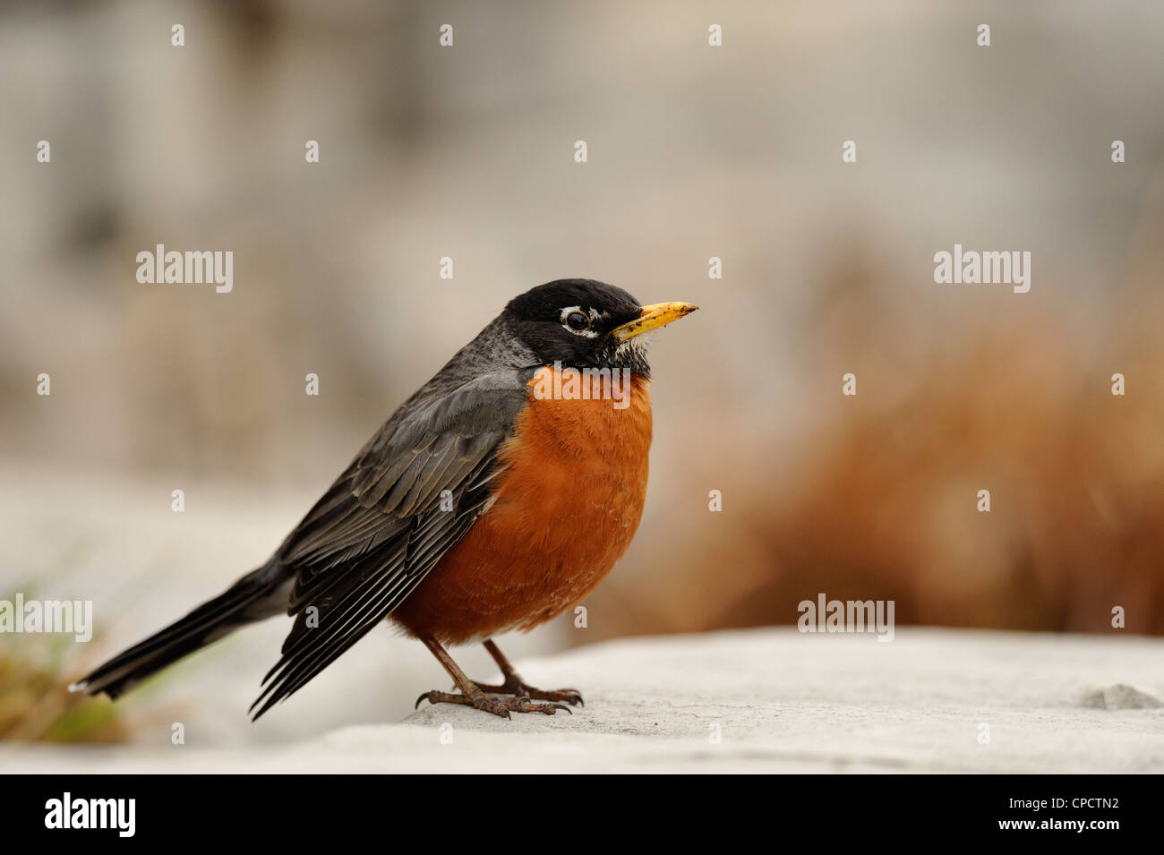 American robin bird hi-res stock photography and images - Alamy
